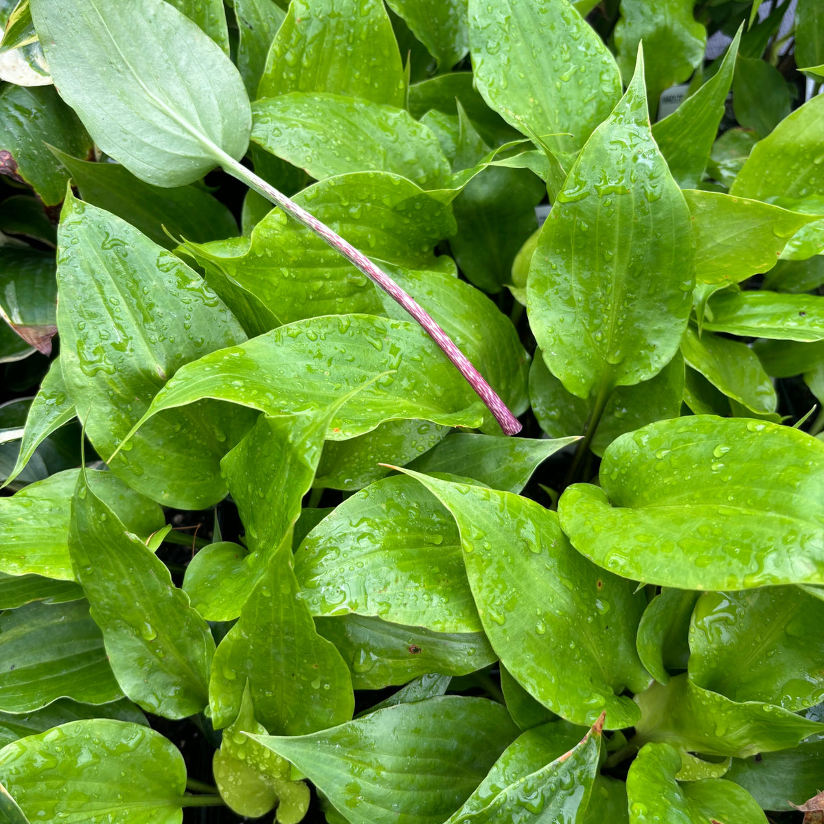 Invincible Limit Hosta - 4.5 Inch Container (NEW For 2024!) – NH Hostas