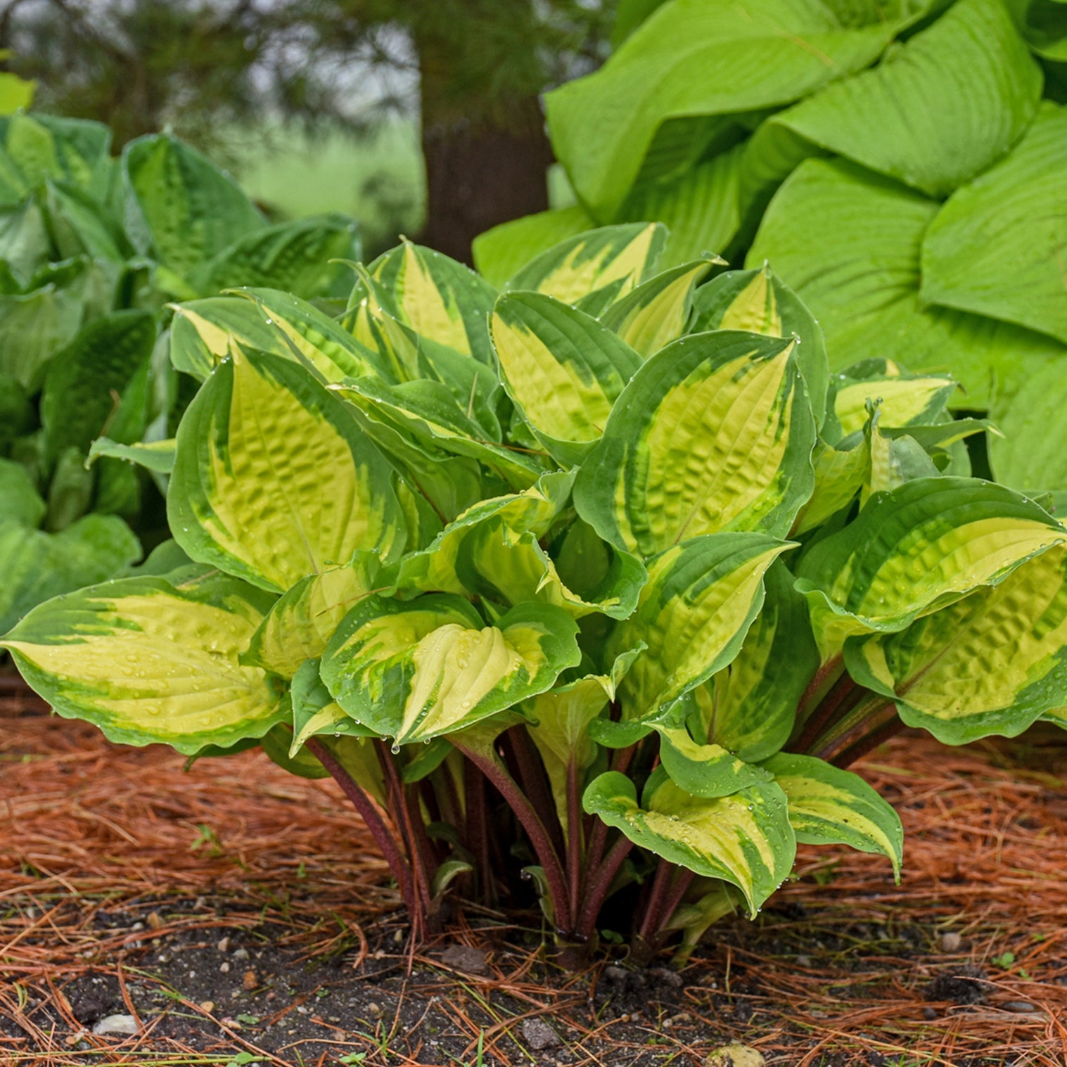 Island Breeze Hosta - Shade Perennial Medium Hosta Plant Red Petioles ...