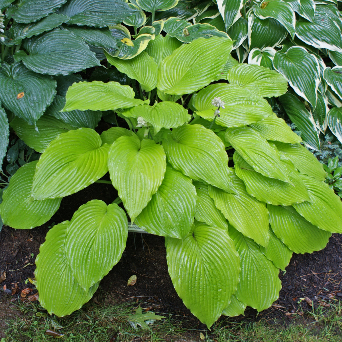 Jimmy Crack Corn Hosta - Shade Perennial Sun Tolerant Gold Hosta Plant ...