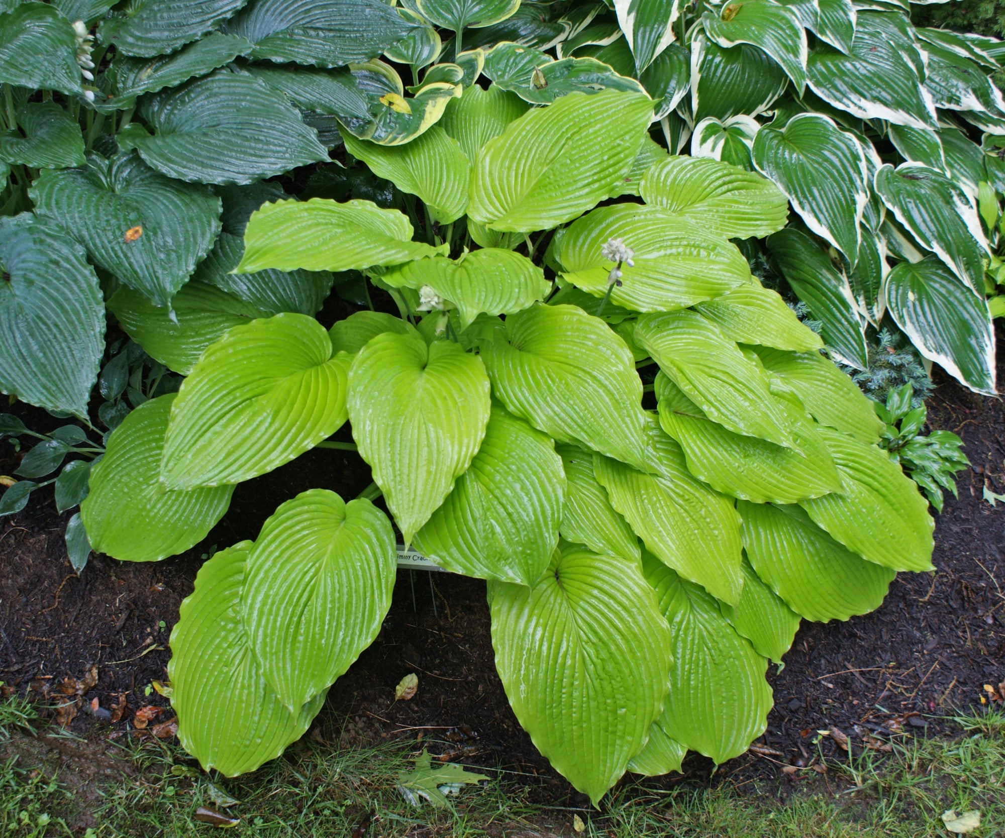 Buy Gold Hostas - Add A Drop Of Sunshine To Your Garden With A Golden ...