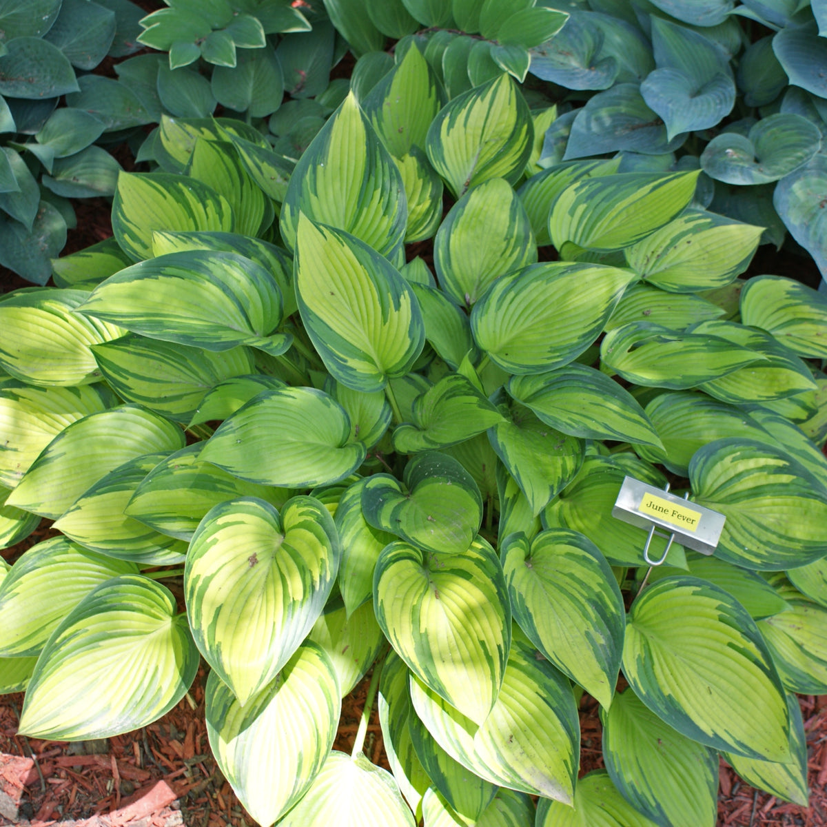 June Fever Hosta - Shade Perennial Sun Tolerant Hosta Plant – NH Hostas