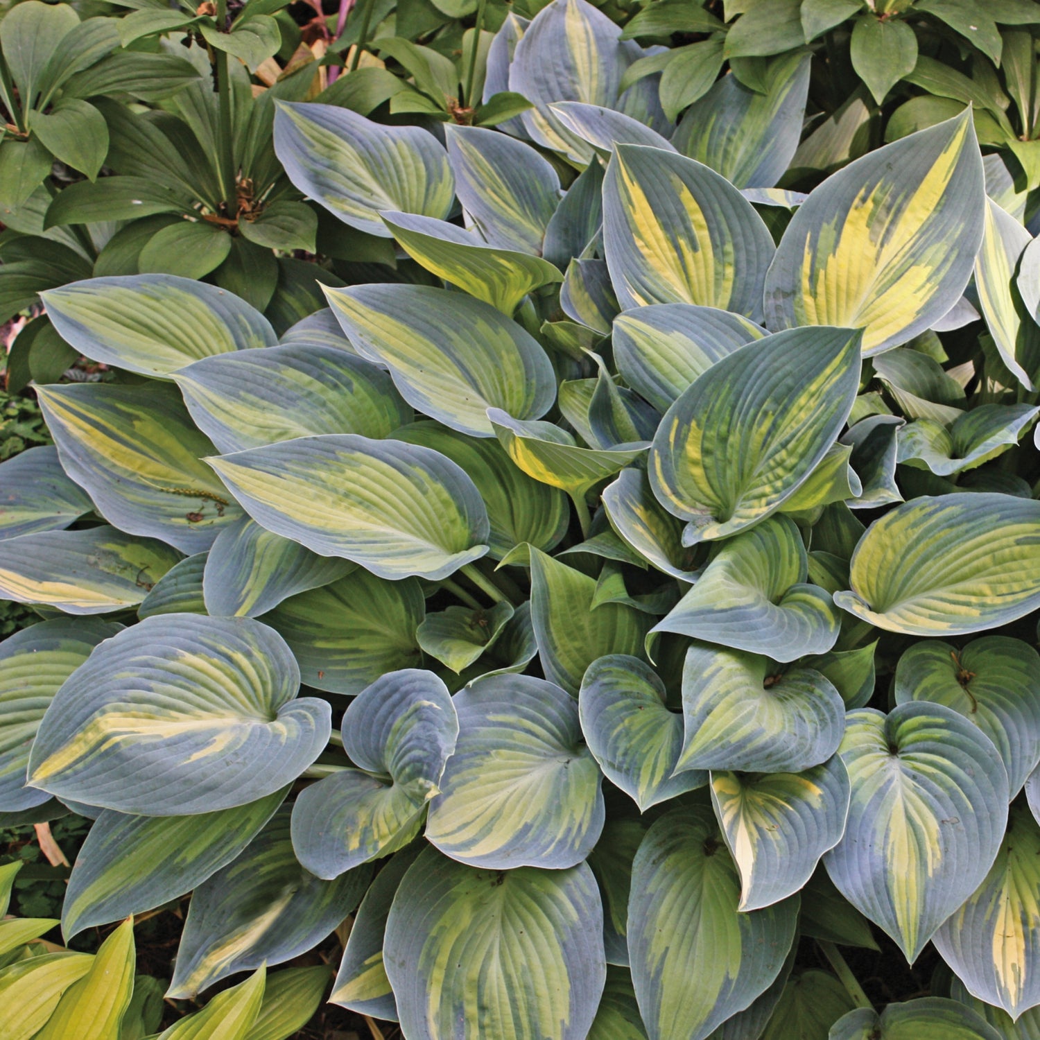 Buy Medium Hosta Plants Between 15 and 22 Inches Tall – NH Hostas
