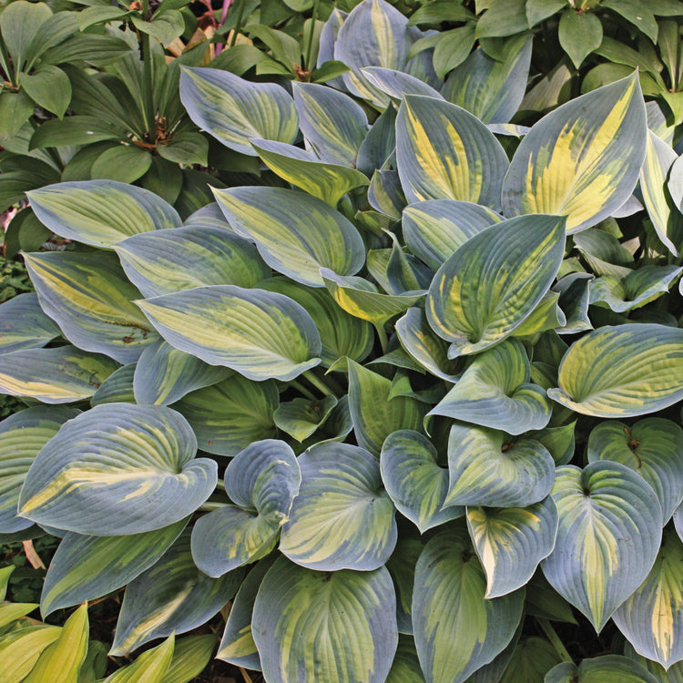 Grateful Red Hosta - 4.5 Inch Container (NEW For 2024!) – NH Hostas