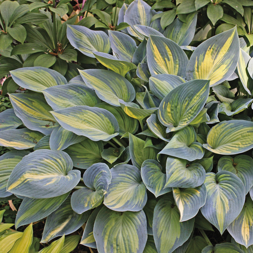 August Moon Hosta Sun Tolerant Medium Gold Hosta Plant – NH Hostas