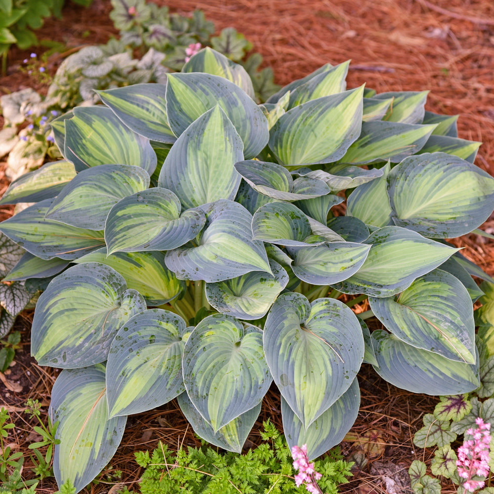 Buy Medium Hosta Plants Between 15 and 22 Inches Tall – NH Hostas