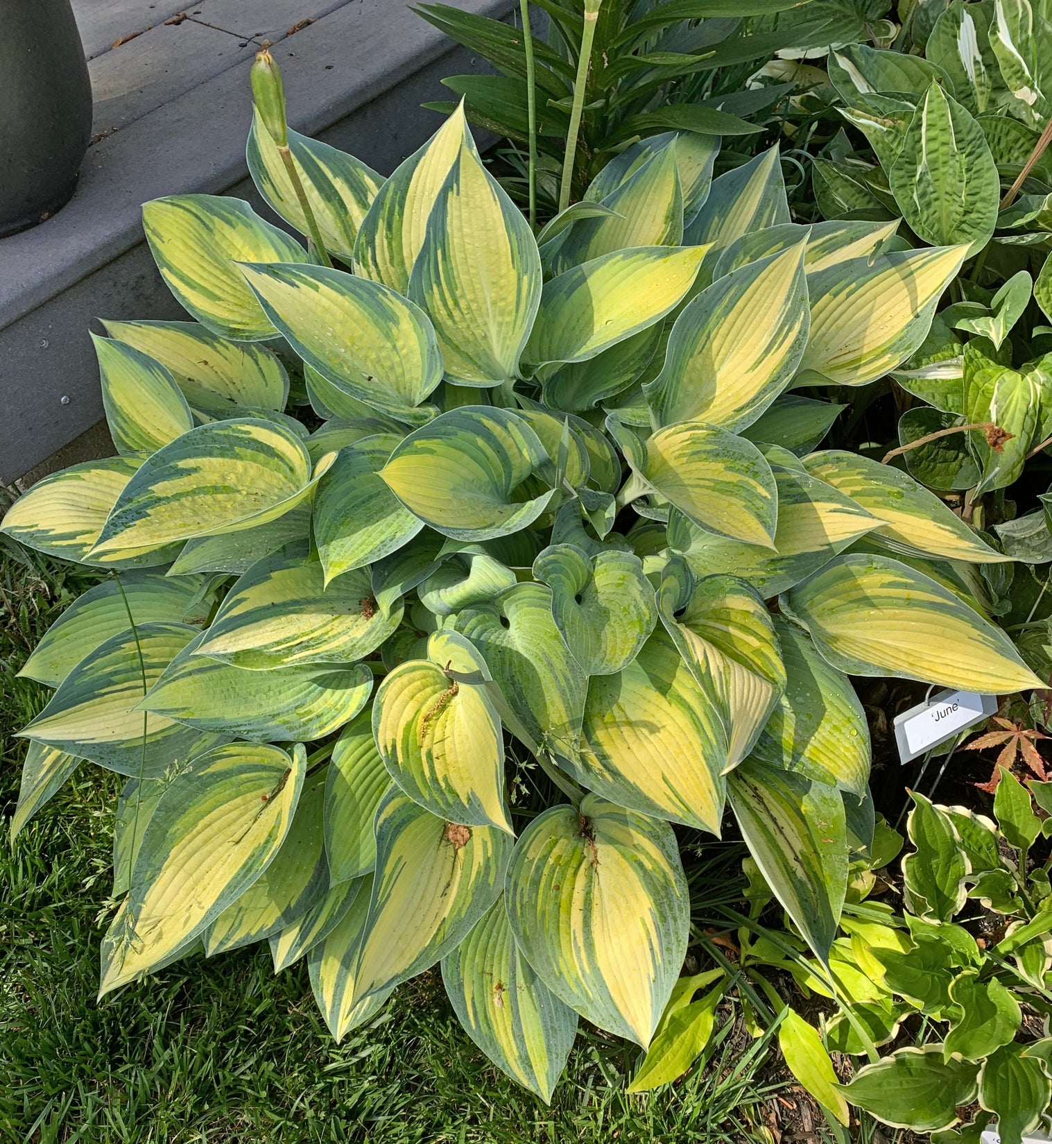 June Hosta - Shade Perennial Sun Tolerant Hosta Plant – NH Hostas