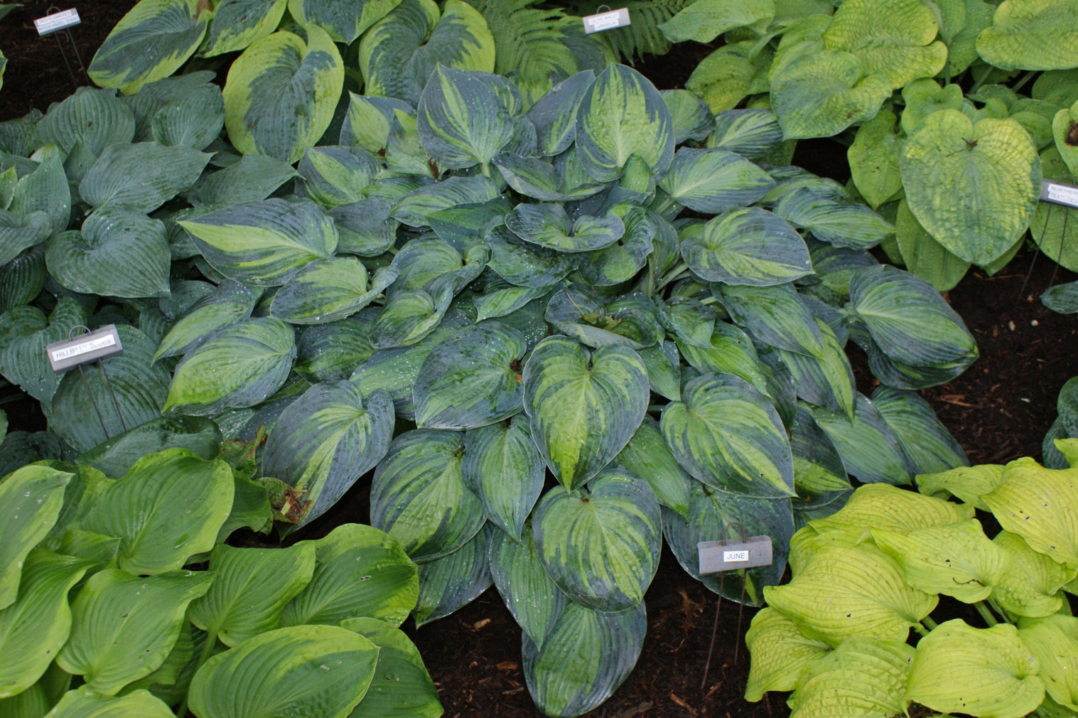June Hosta - Shade Perennial Sun Tolerant Hosta Plant – NH Hostas