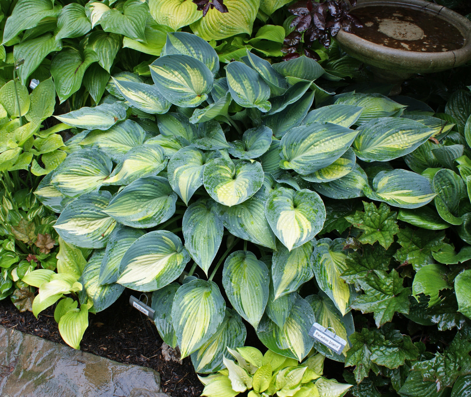 June Hosta - Shade Perennial Sun Tolerant Hosta Plant – NH Hostas