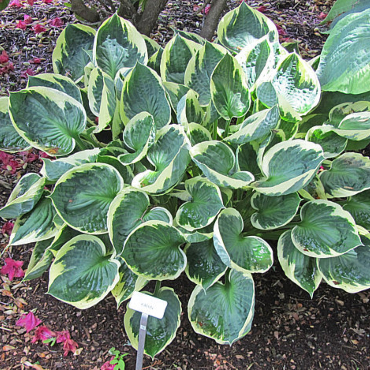 Karin Hosta – NH Hostas