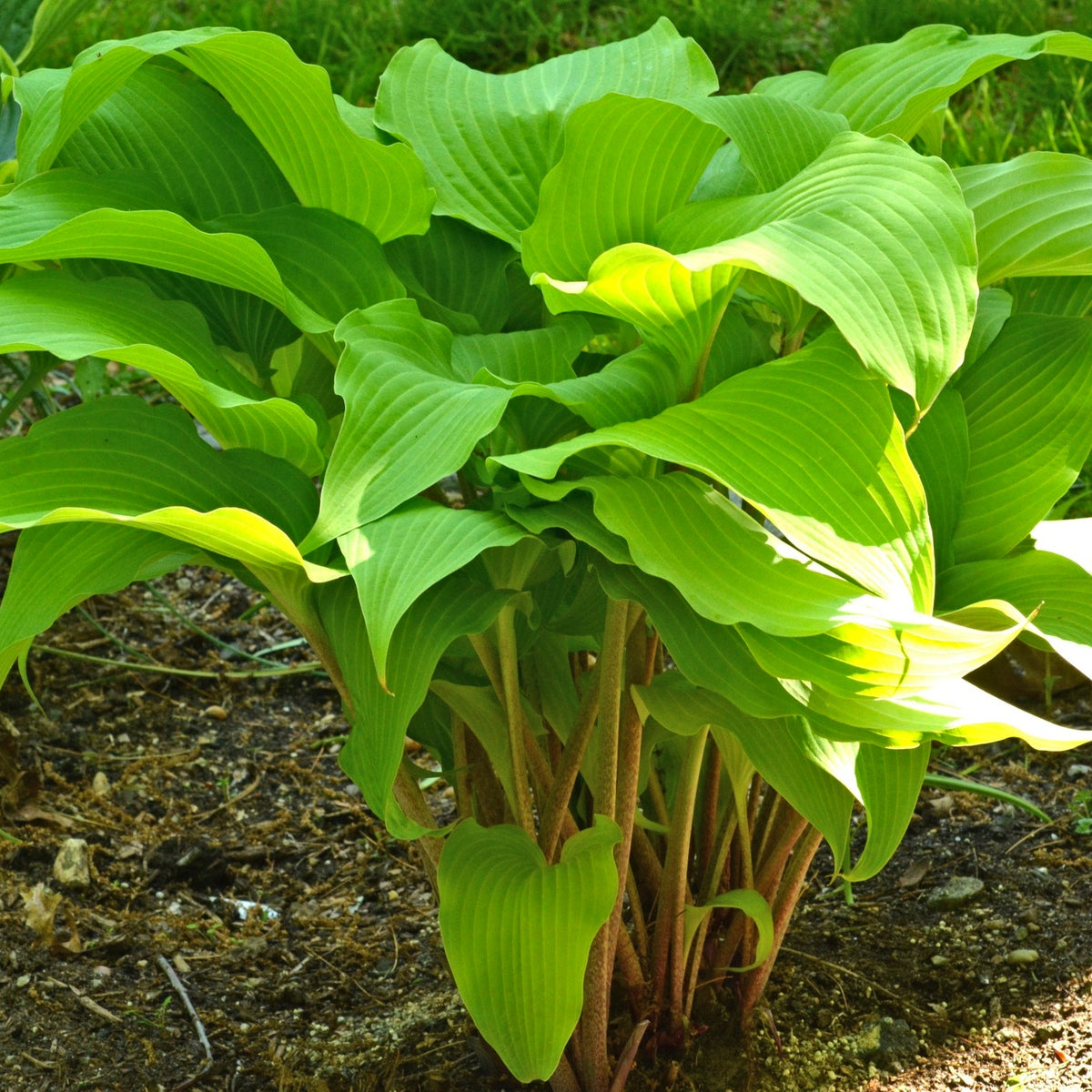 Kent Falls Hosta – NH Hostas
