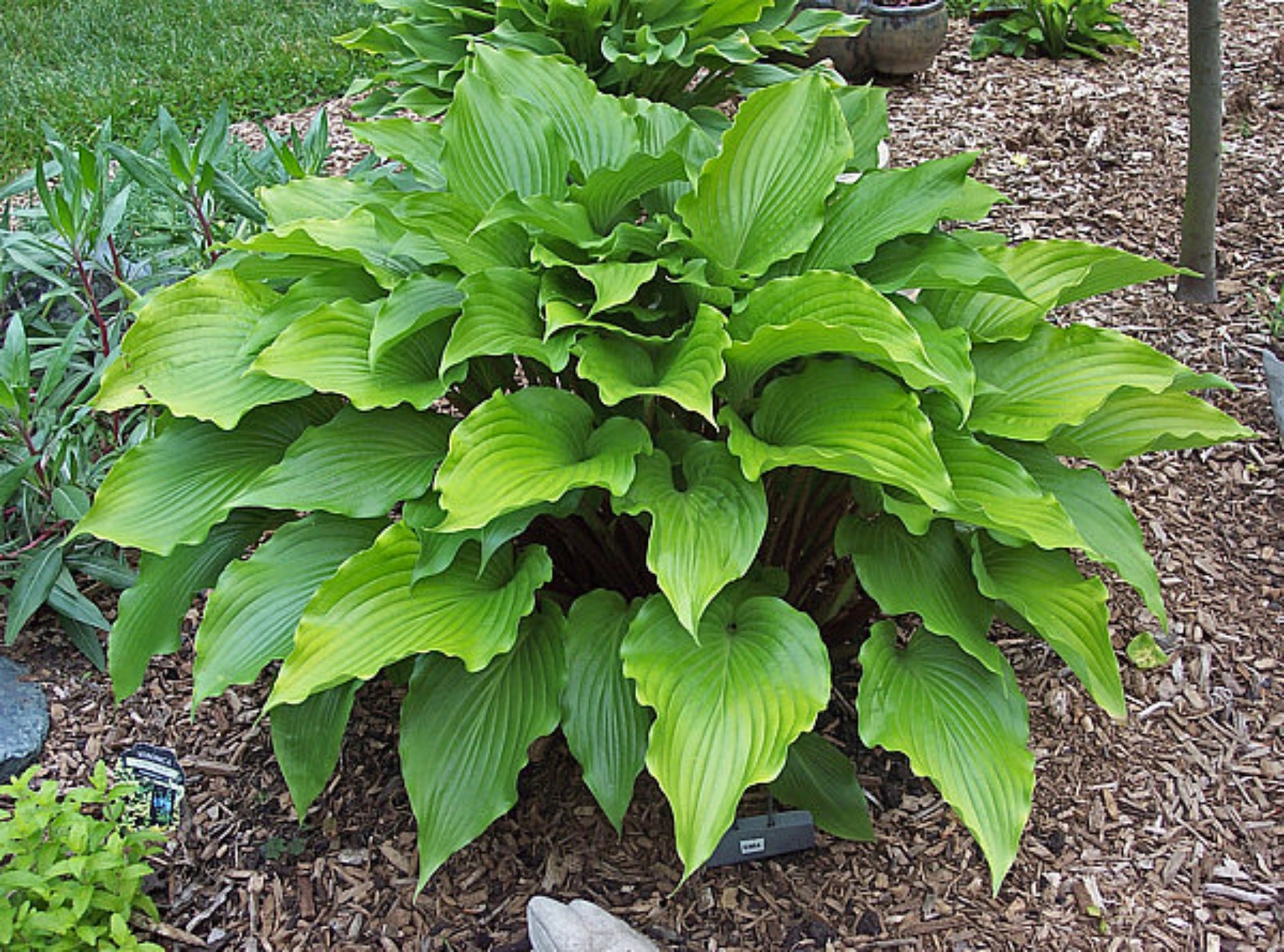 Buy Green Hostas In An Intriguing Variety Of Shades – NH Hostas