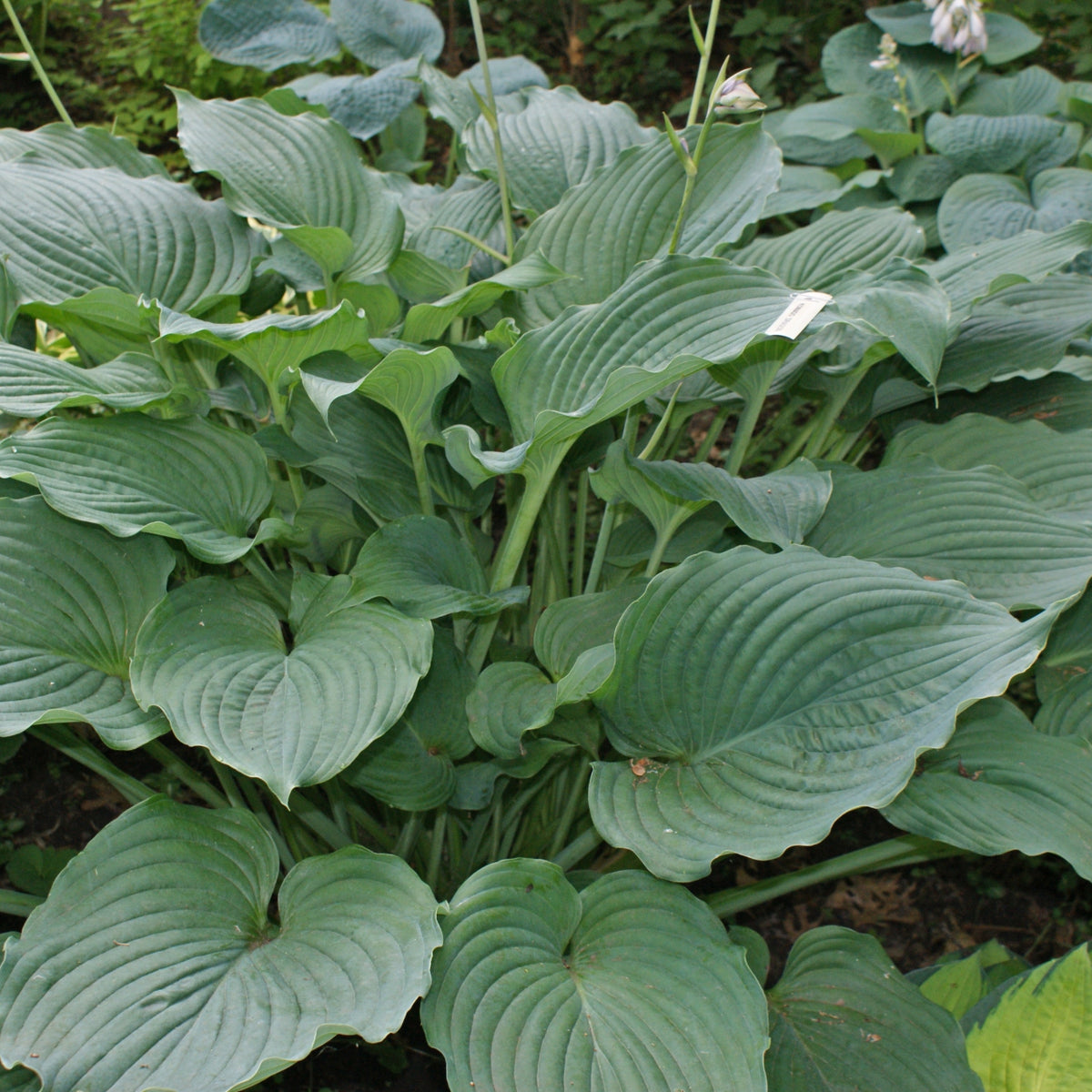Komodo Dragon Hosta - Shade Perennial Giant Slug Resistant Hosta Plant ...