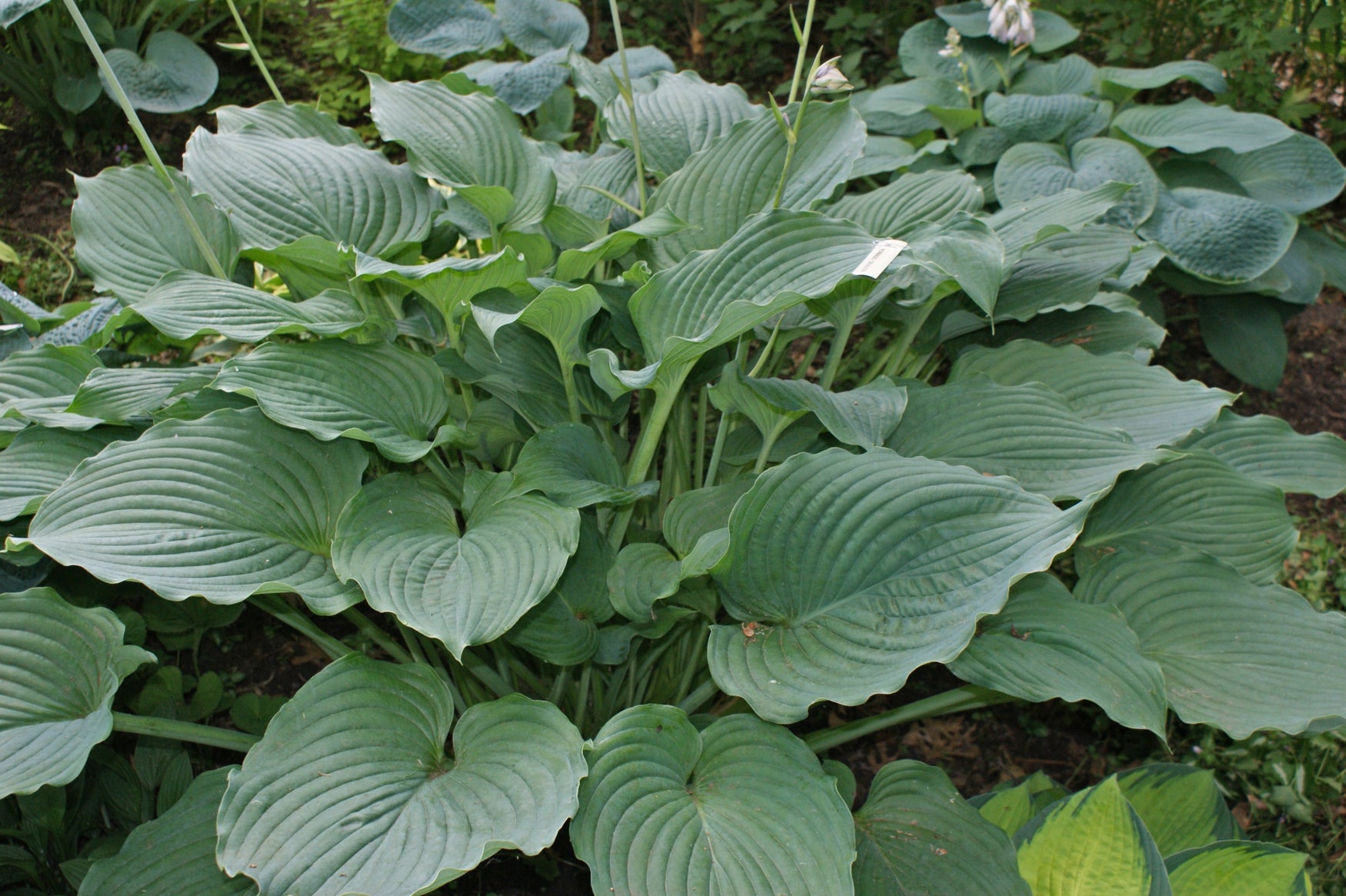 Buy Giant Hostas - Add Giant Hosta Cultivars - Big Hosta Plants Make An ...