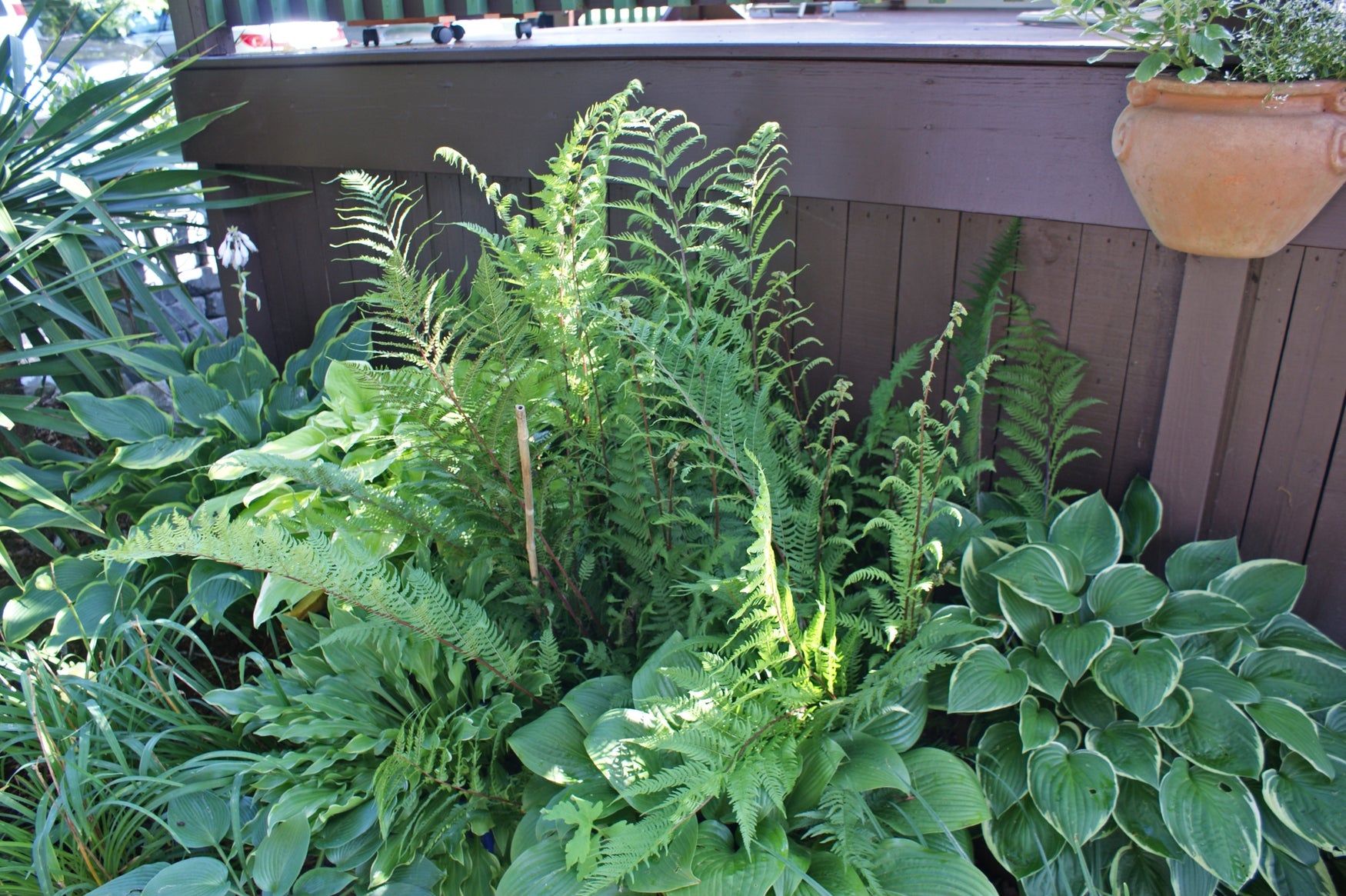 Buy Hardy Ferns For Interesting Contrasts In The Shade Garden – NH Hostas