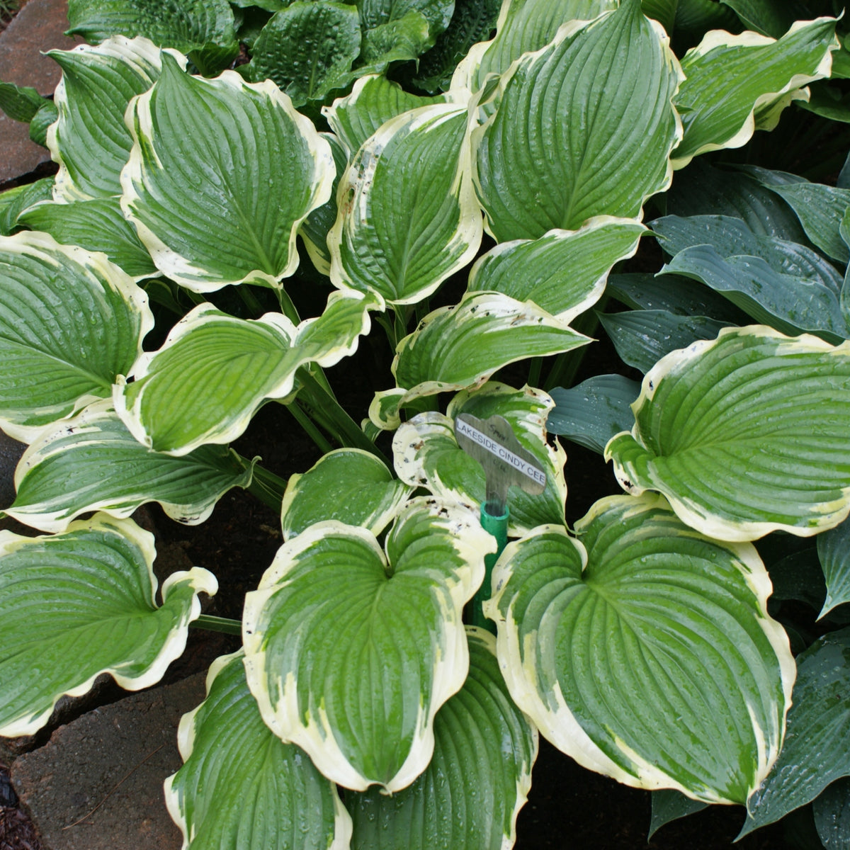 Lakeside Cindy Cee Hosta- Shade Perennial Medium Hosta Plant – NH Hostas