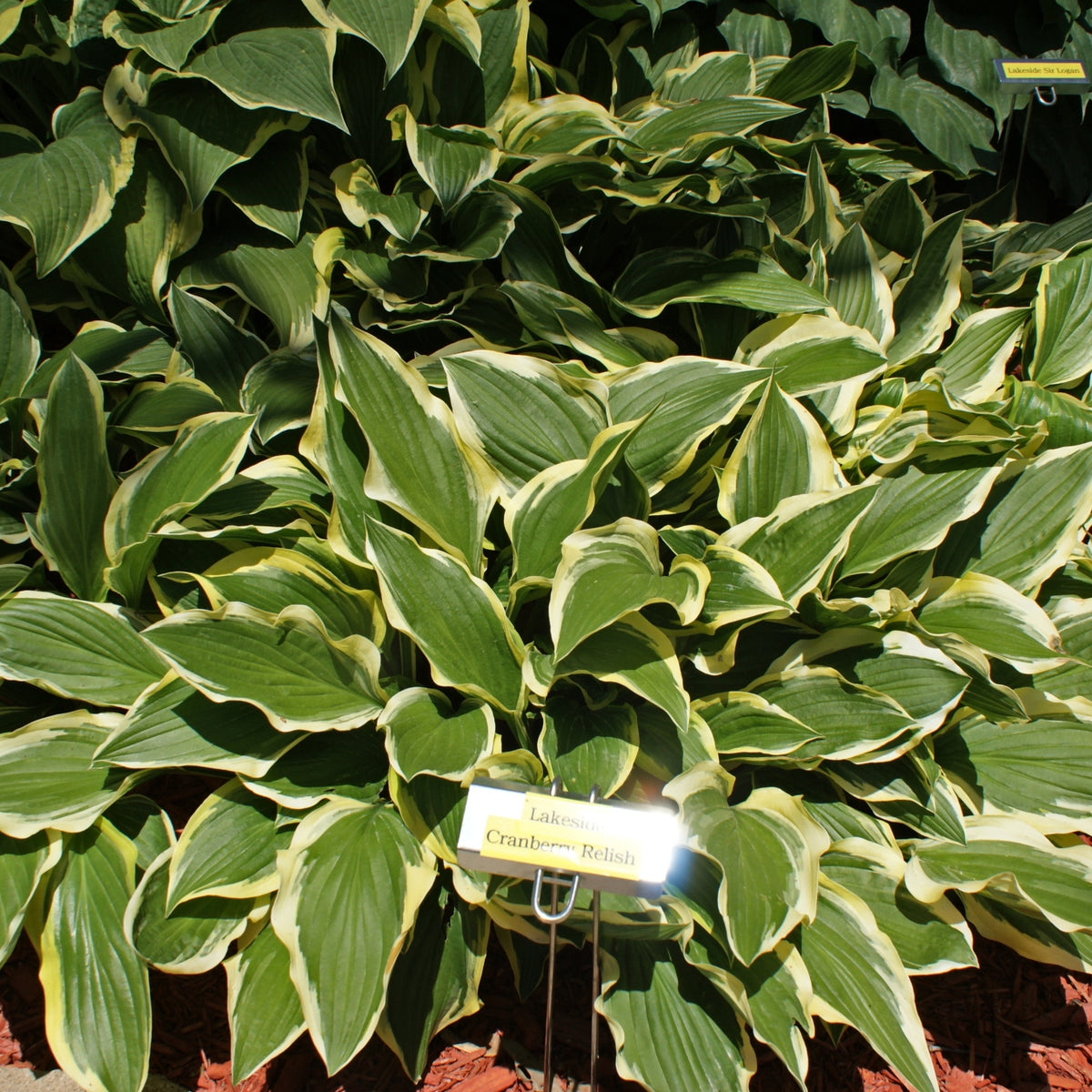 Hosta Lakeside Cranberry Relish Hosta - Shade Perennial Red Petiole ...