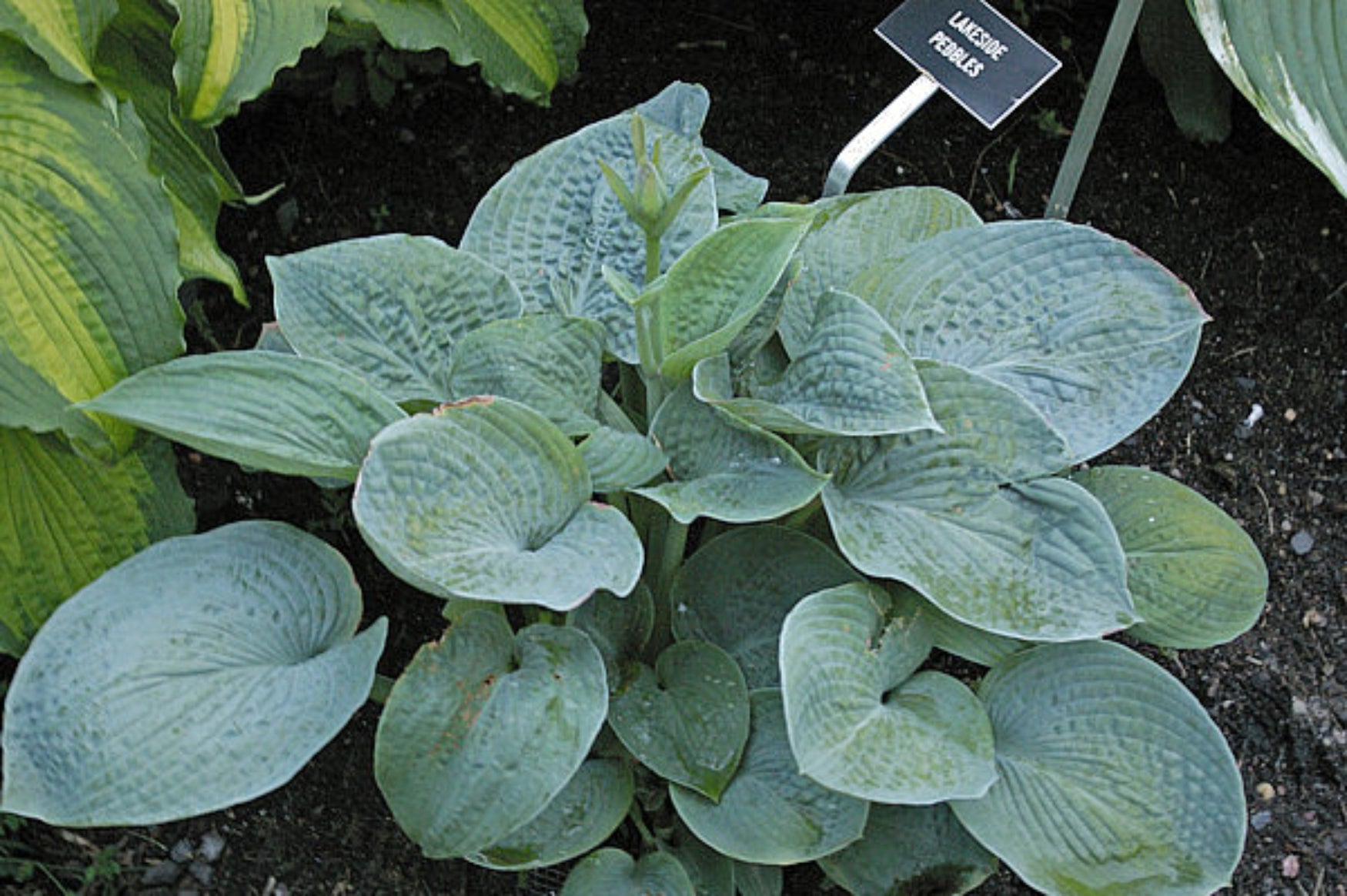 Buy Green Hostas In An Intriguing Variety Of Shades – NH Hostas