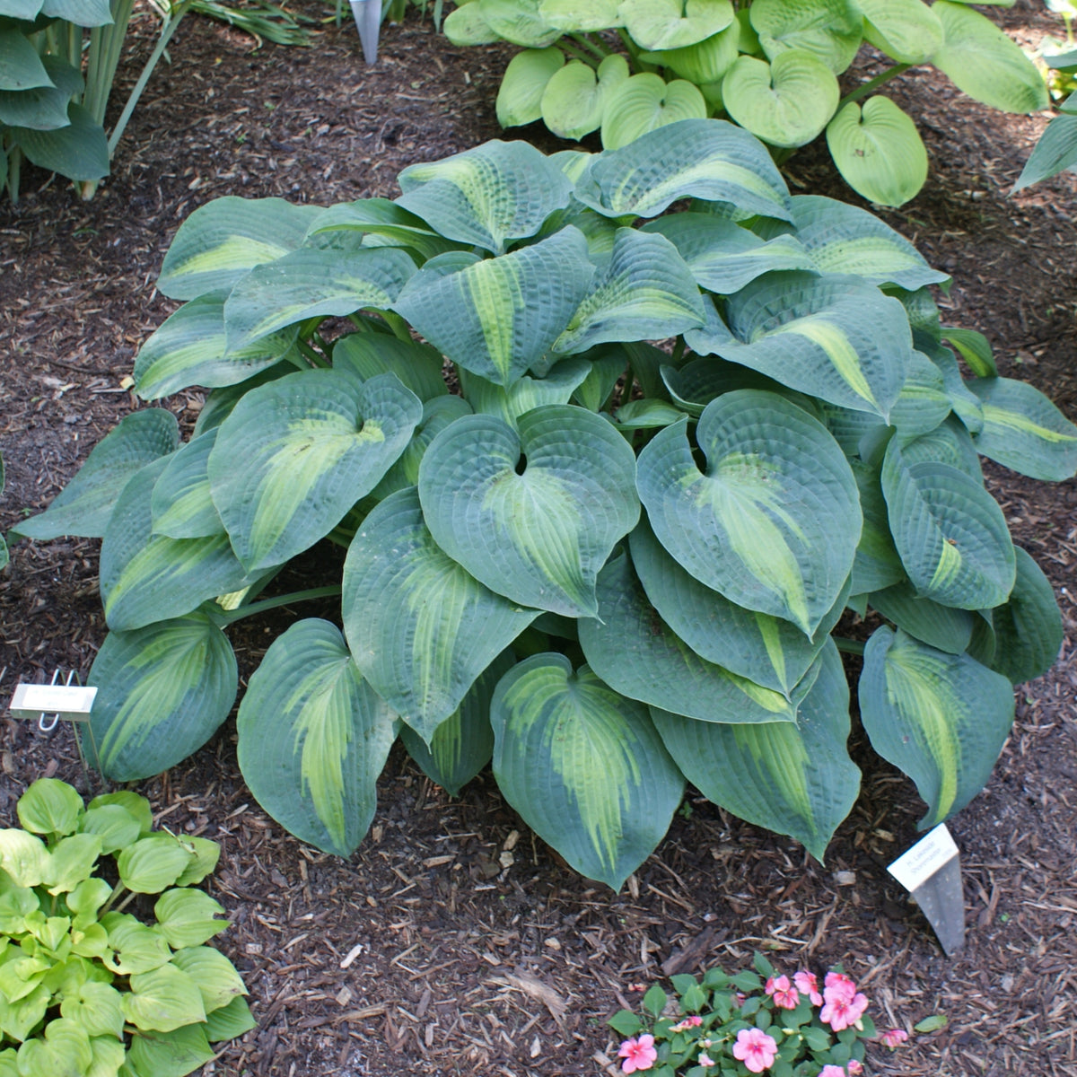 Lakeside Shore Master Hosta- Sun Tolerant Pest Resistant Hostas – NH Hostas
