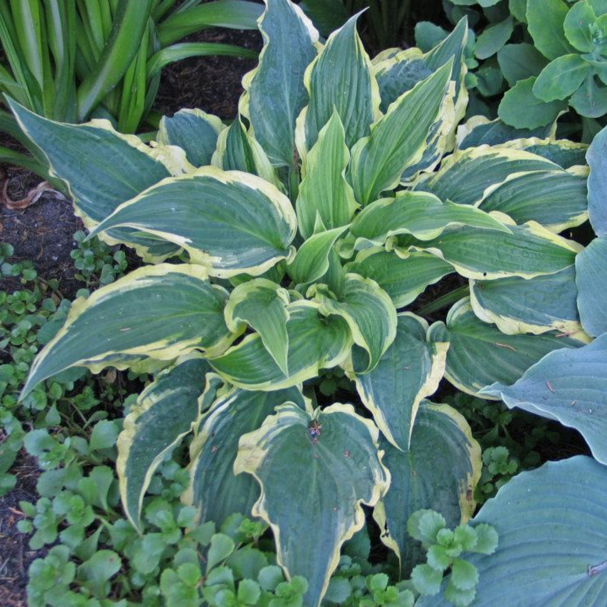 Leather and Lace Hosta - Shade Perennial New Hosta Plant – NH Hostas