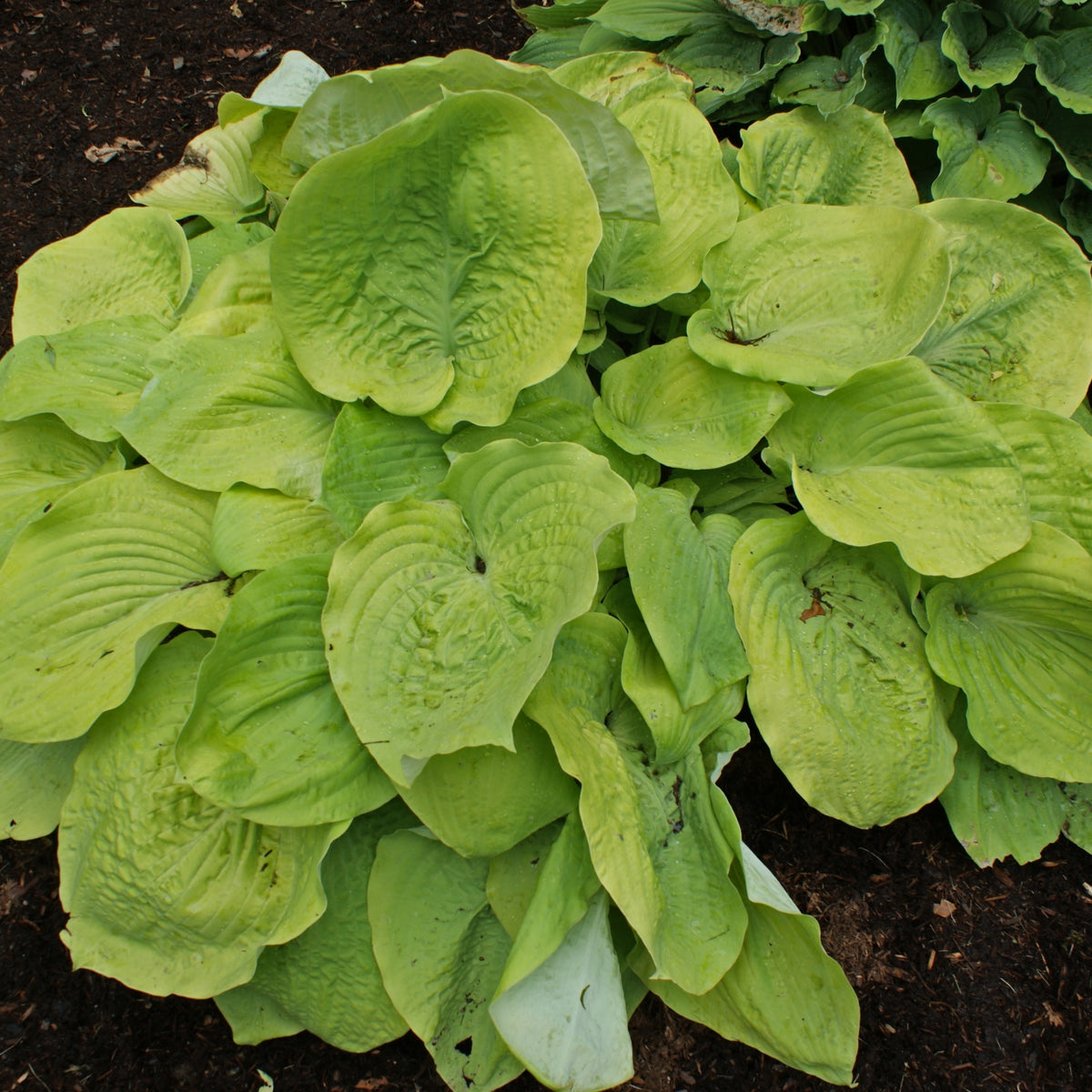 Lemon Meringue Hosta - Shade Perennial Large Gold Hosta Plant – NH Hostas