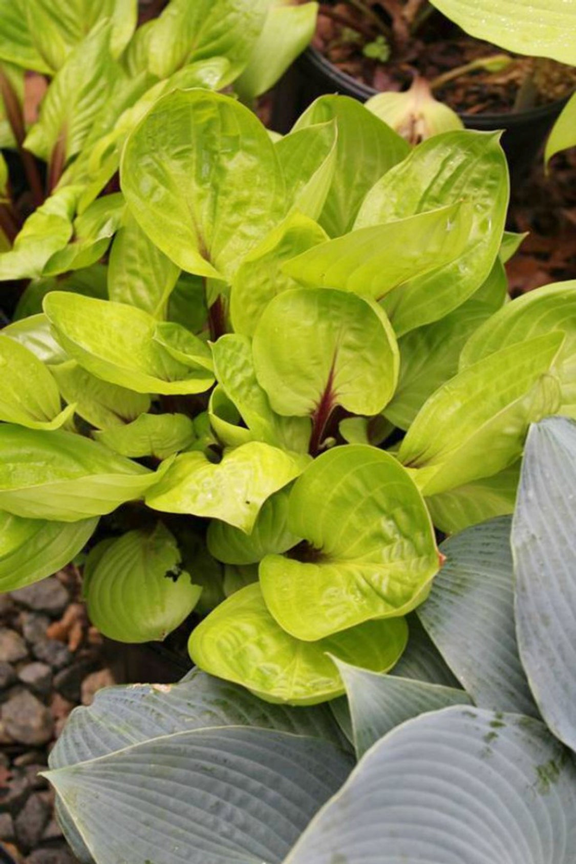 Buy Red Petiole Hostas - Unusual Hosta Plants Have Red Stems – NH Hostas