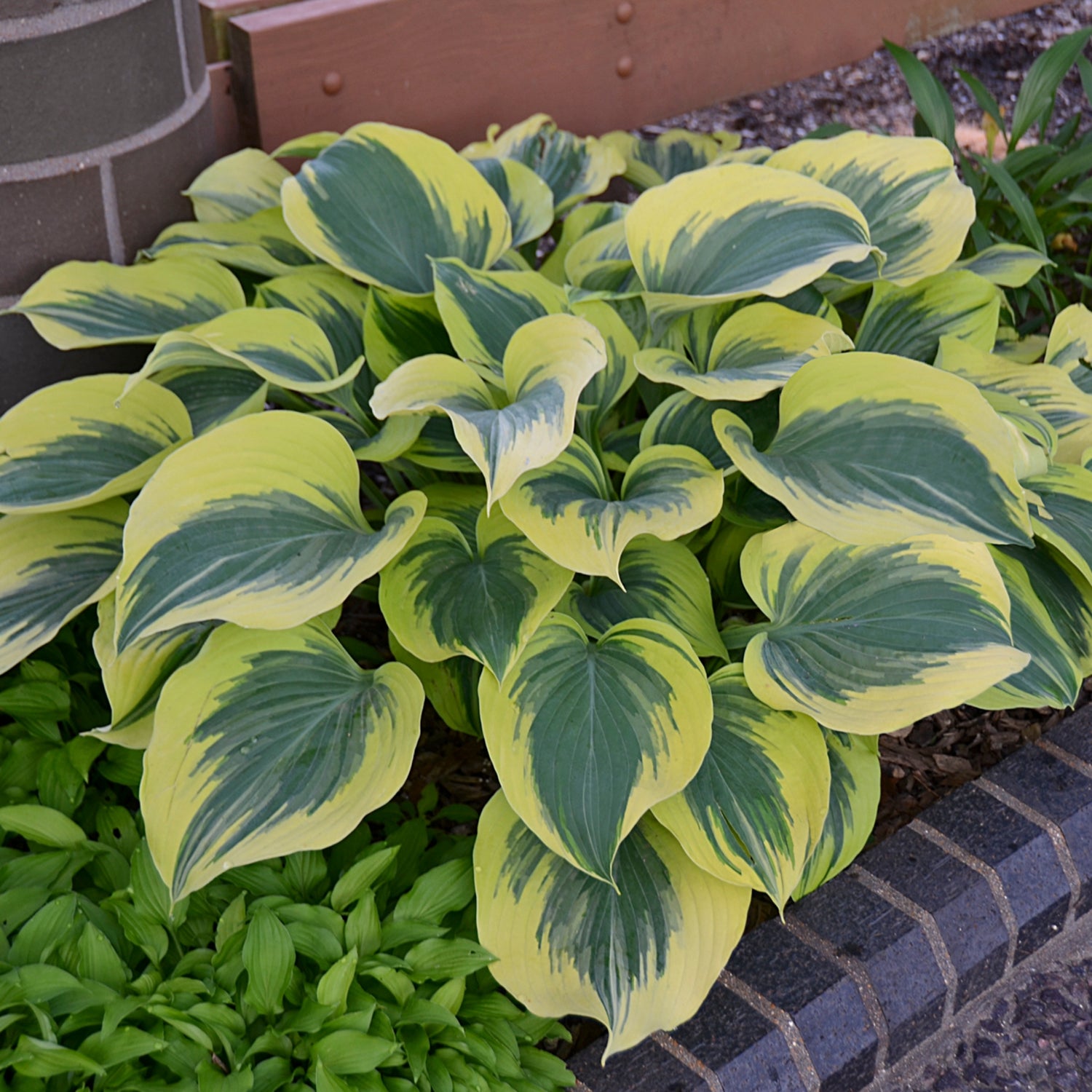 Buy Hostas For a Sunny Location - Sun Tolerant Hosta Plants – NH Hostas