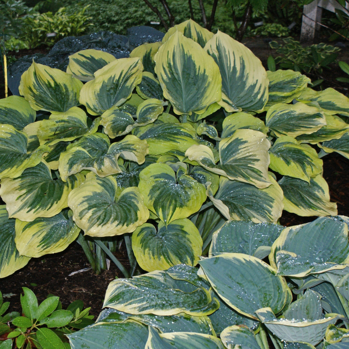 Liberty Hosta PP12531- Shade Perennial Giant Sun Tolerant Hosta Plant ...