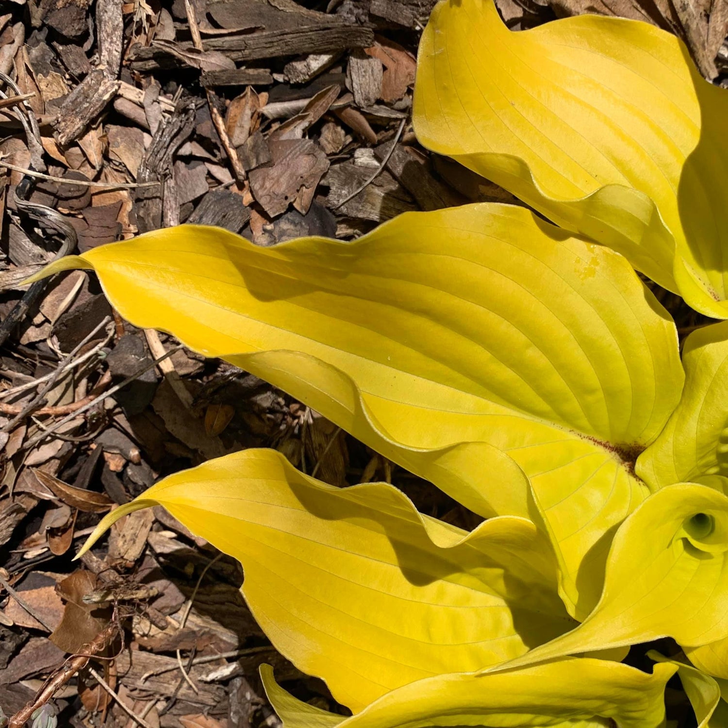 Buy Minature Hostas Online - Mini Hosta Plants Are Perfect As Border ...