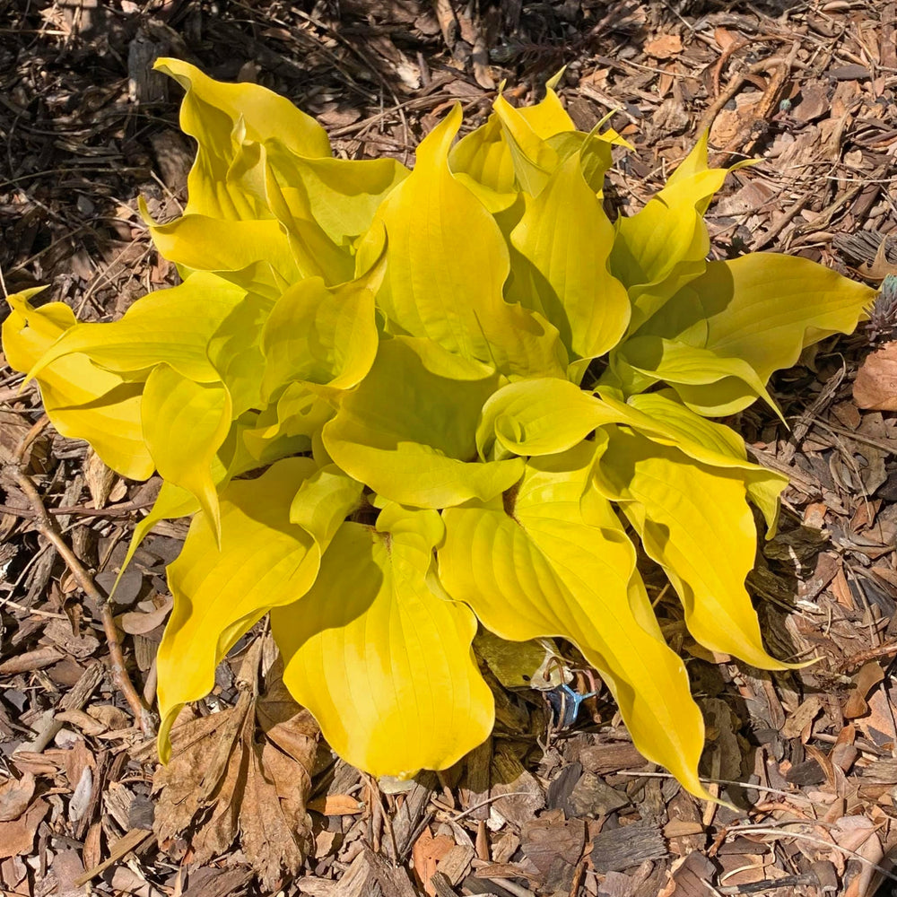 Buy Minature Hostas Online - Mini Hosta Plants Are Perfect As Border ...