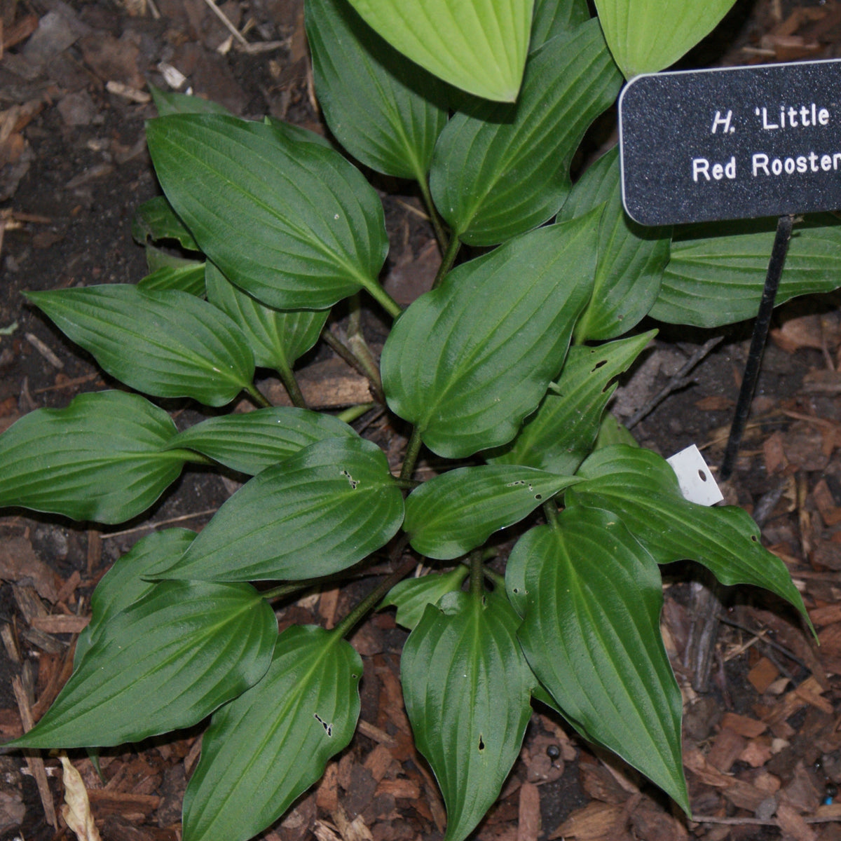 Little Road Rooster Hosta - Shade Perennial Miniature Red Petiole Hosta ...