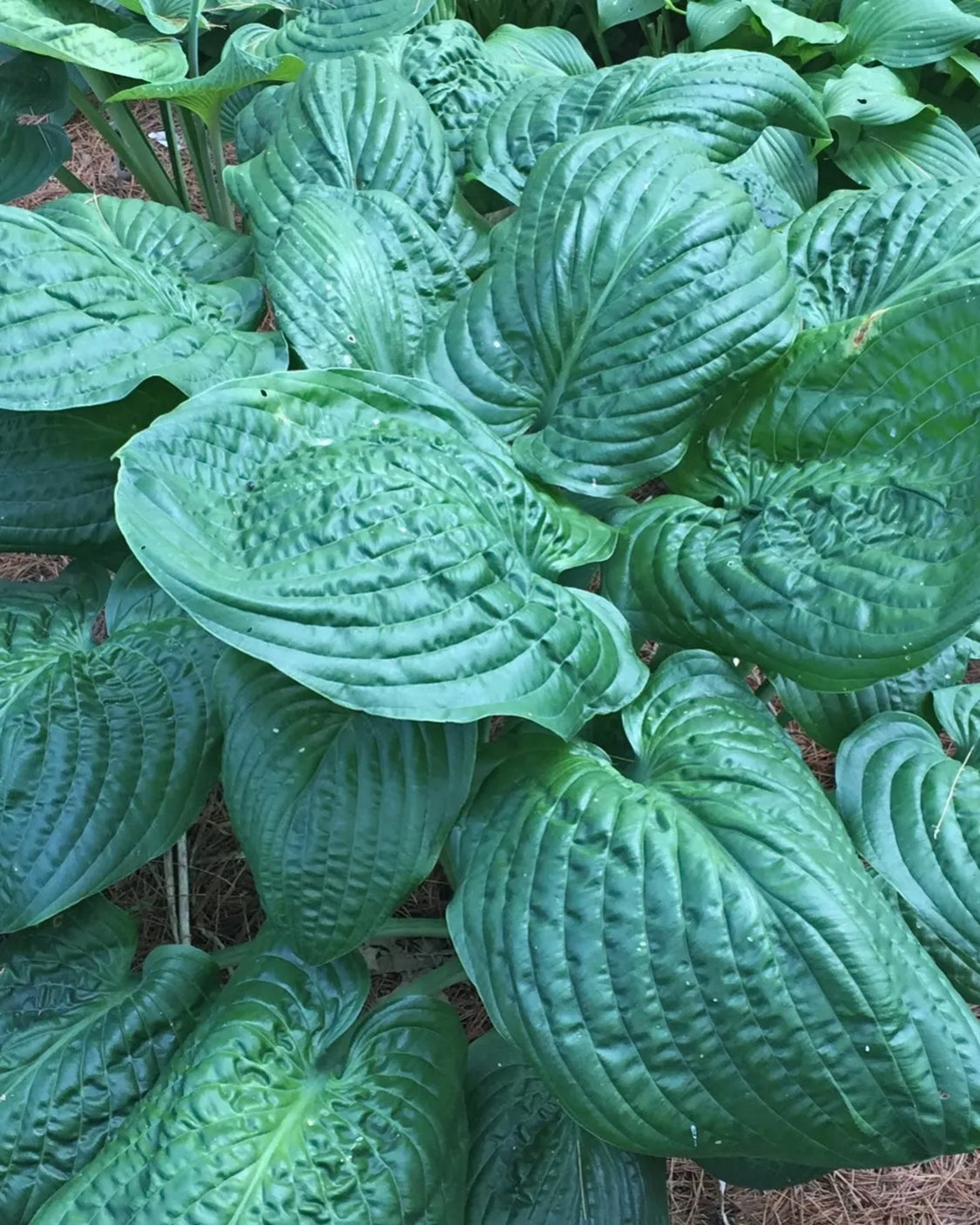 Buy Green Hostas In An Intriguing Variety Of Shades – NH Hostas