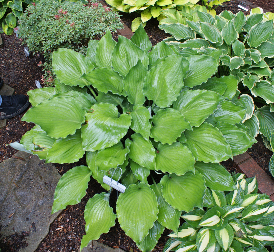 Buy Red Petiole Hostas - Unusual Hosta Plants Have Red Stems – NH Hostas