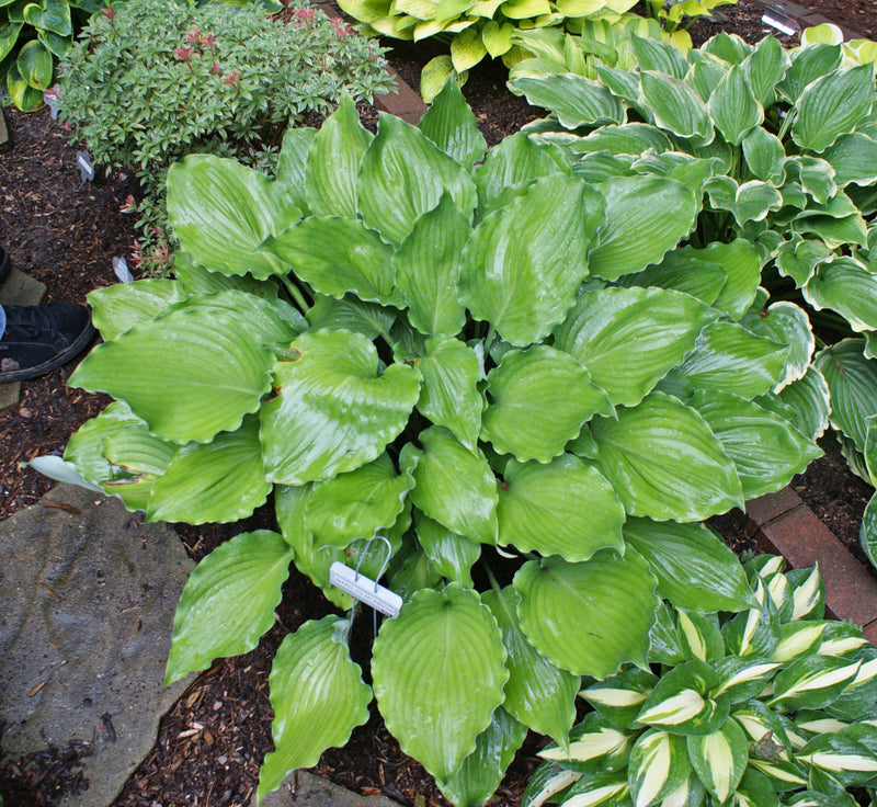 Buy Red Petiole Hostas - Unusual Hosta Plants Have Red Stems – NH Hostas