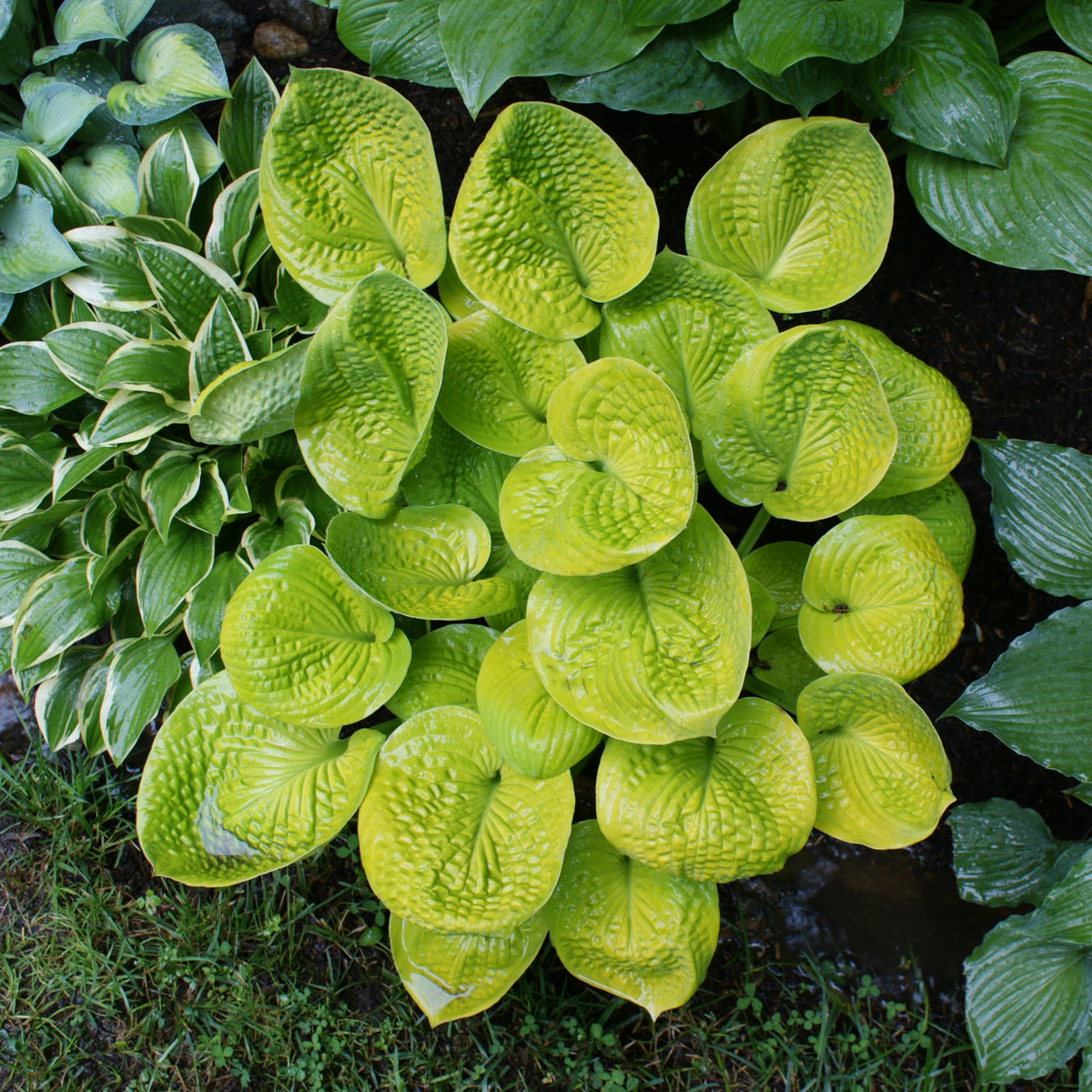 Maui Buttercups Hosta - Shade Perennial Sun Tolerant Hosta Plant – NH ...