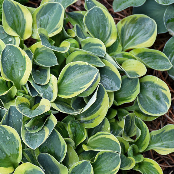 Buy Minature Hostas Online - Mini Hosta Plants Are Perfect As Border ...