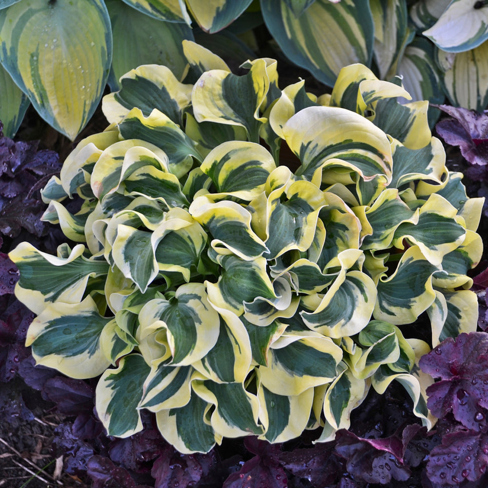 Buy Minature Hostas Online - Mini Hosta Plants Are Perfect As Border ...