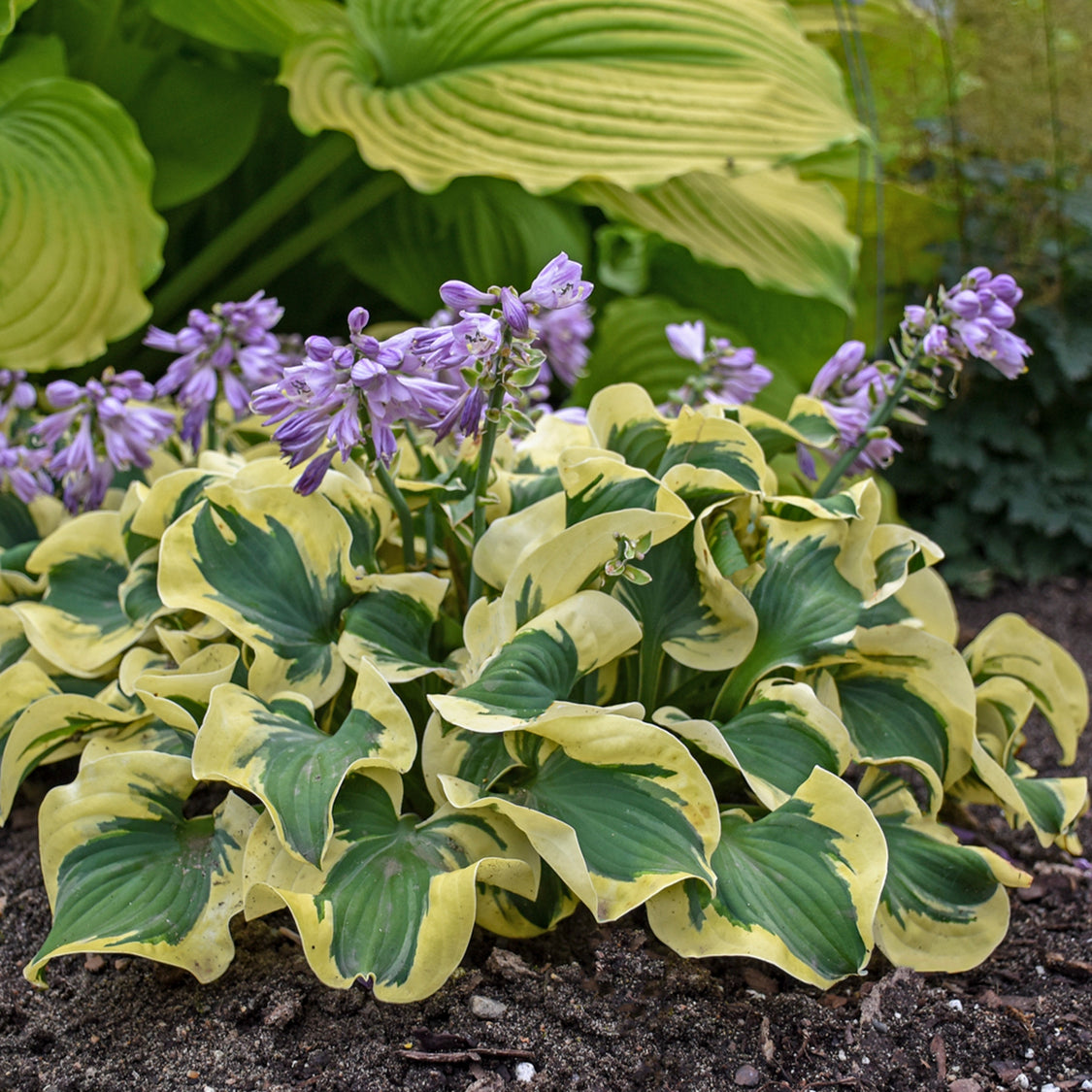 Buy Minature Hostas Online - Mini Hosta Plants Are Perfect As Border ...