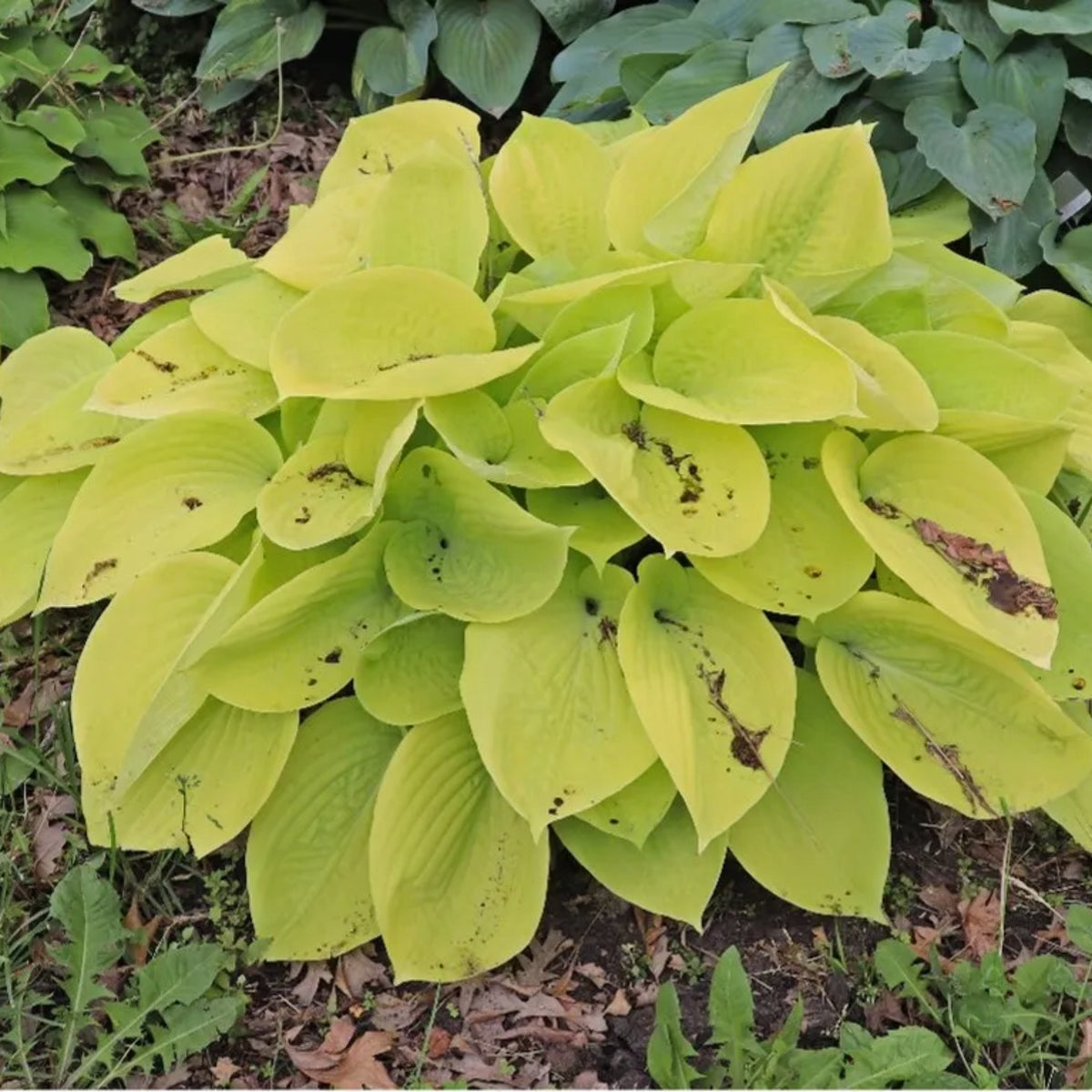 Minnesota Moon Hosta – NH Hostas