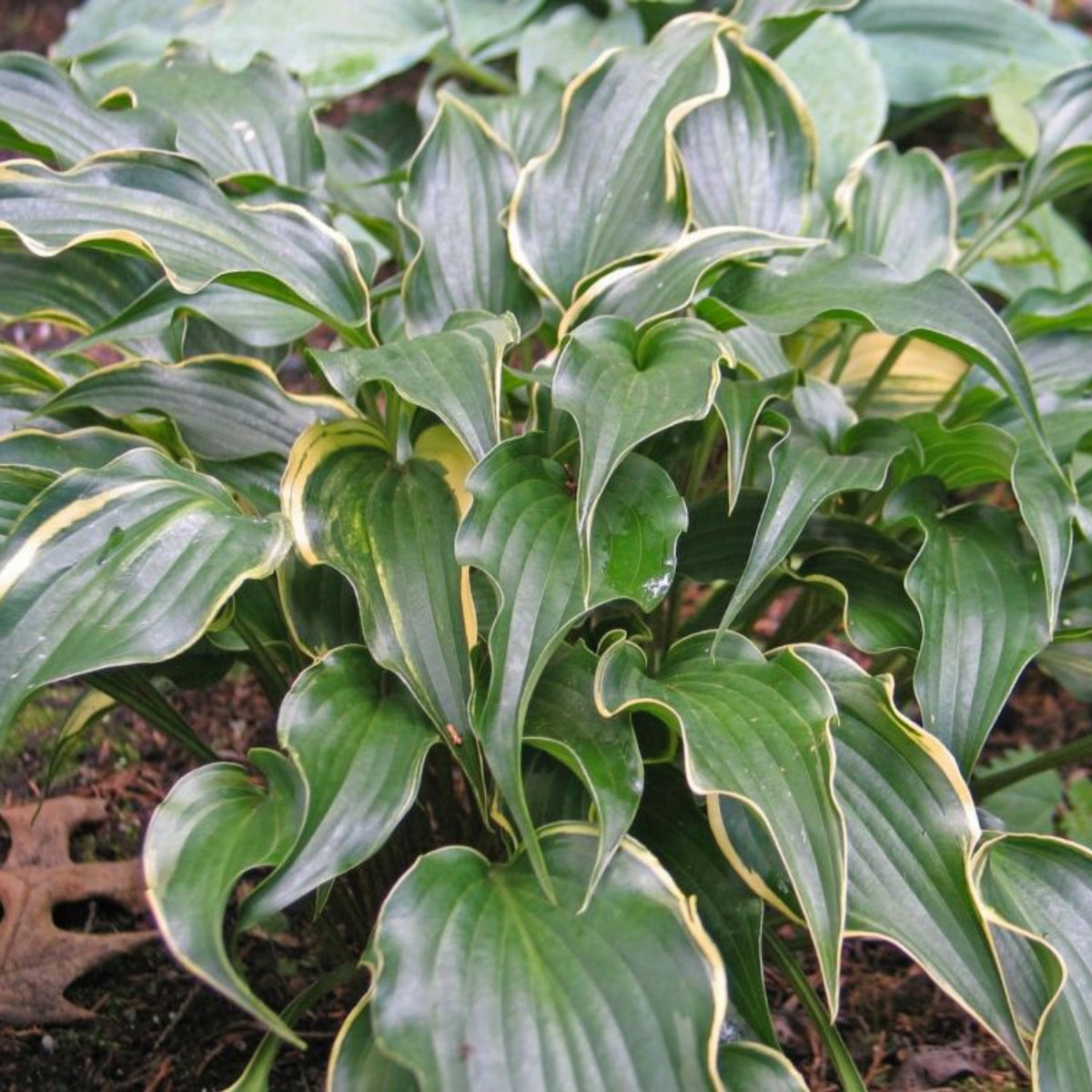 Minstrel Magic Hosta – NH Hostas