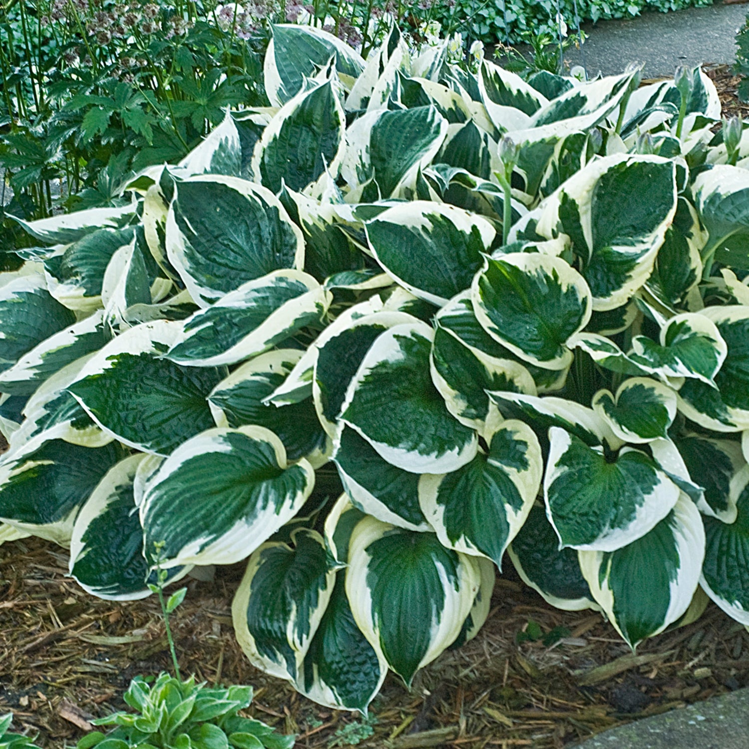 Buy Large Hosta Plants 23 to 29 Inches Tall – NH Hostas