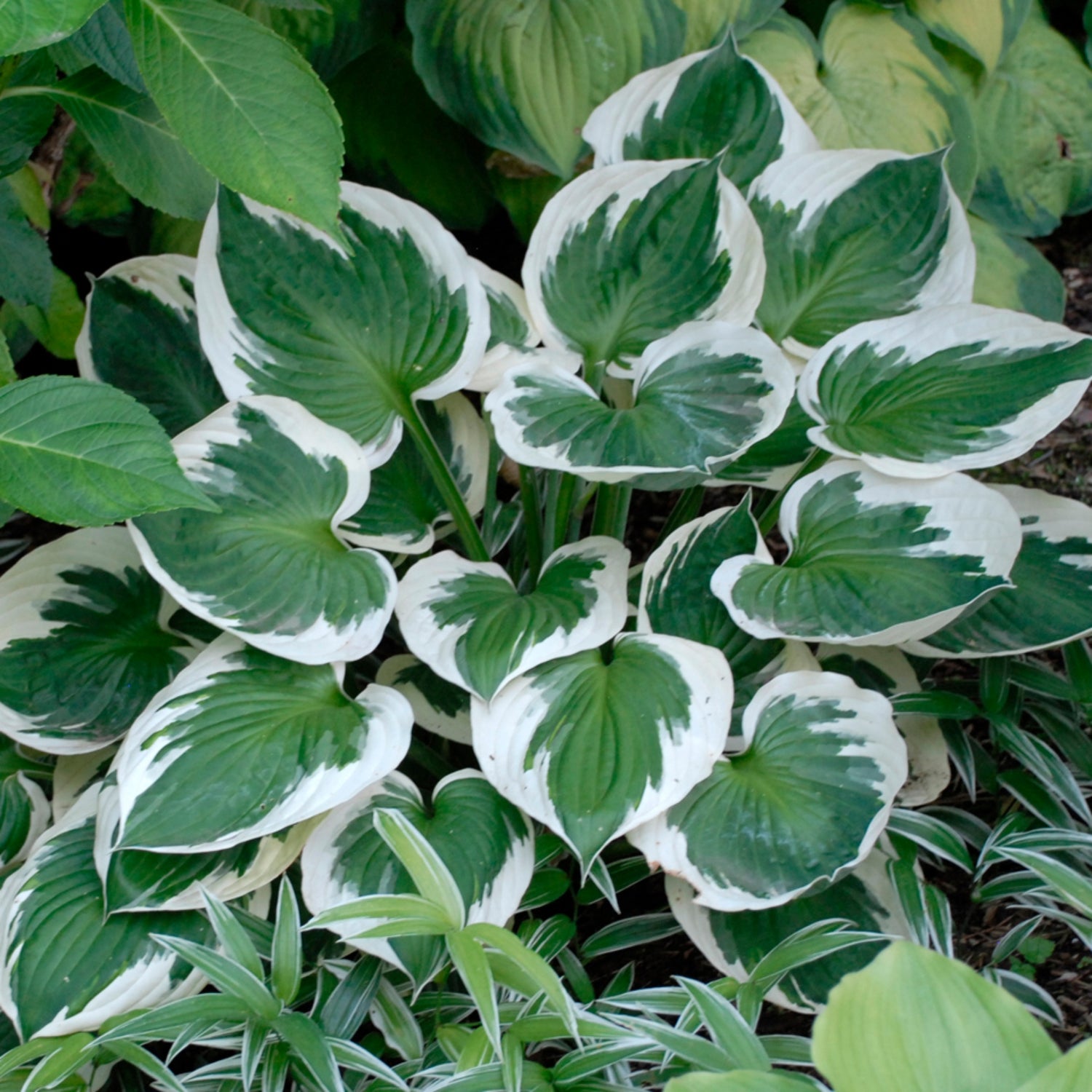 Buy Large Hosta Plants 23 to 29 Inches Tall – NH Hostas