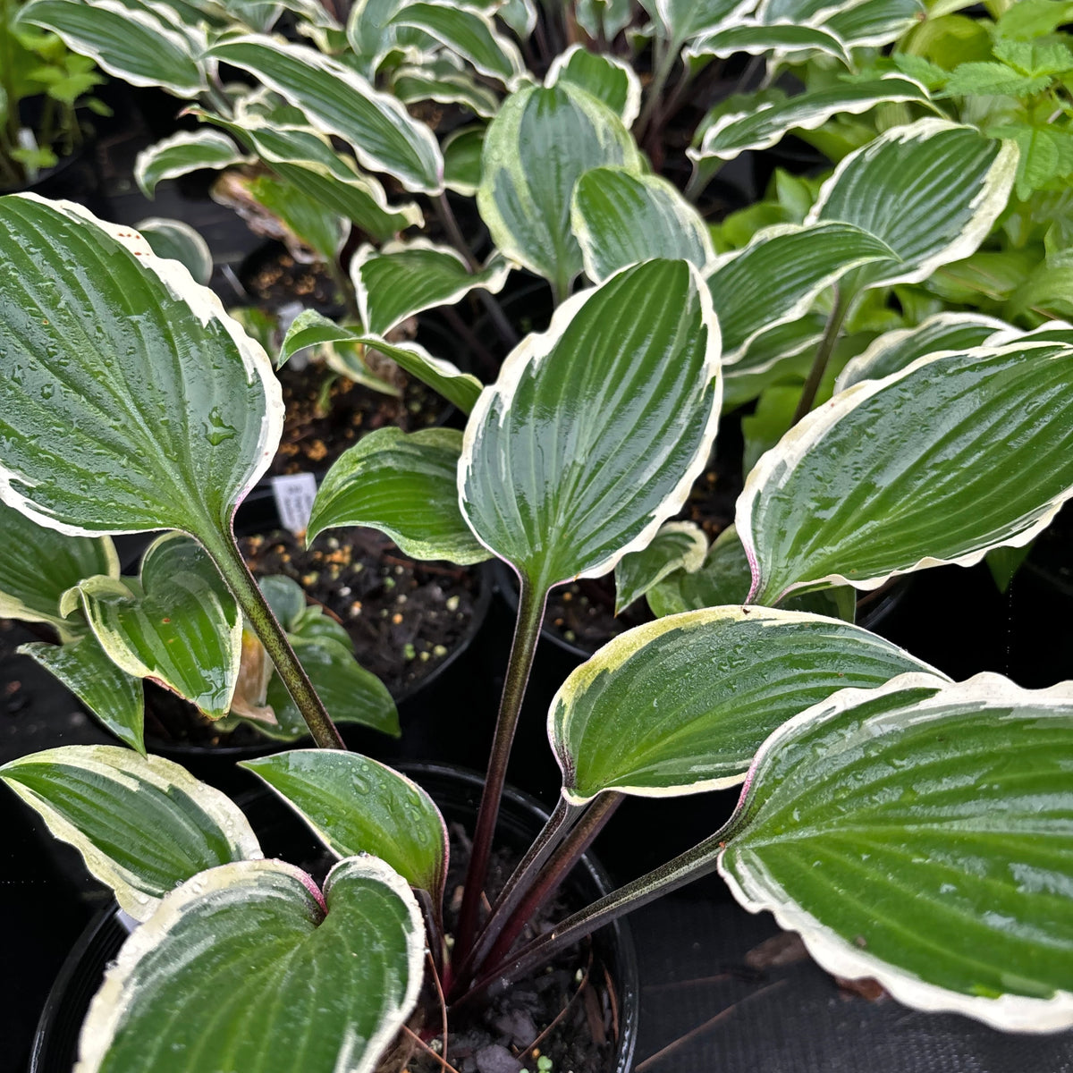 Miss Lya Hosta – NH Hostas