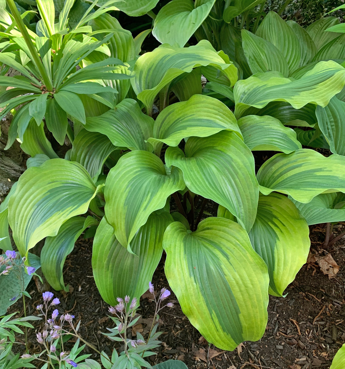 Buy Red Petiole Hostas - Unusual Hosta Plants Have Red Stems – NH Hostas