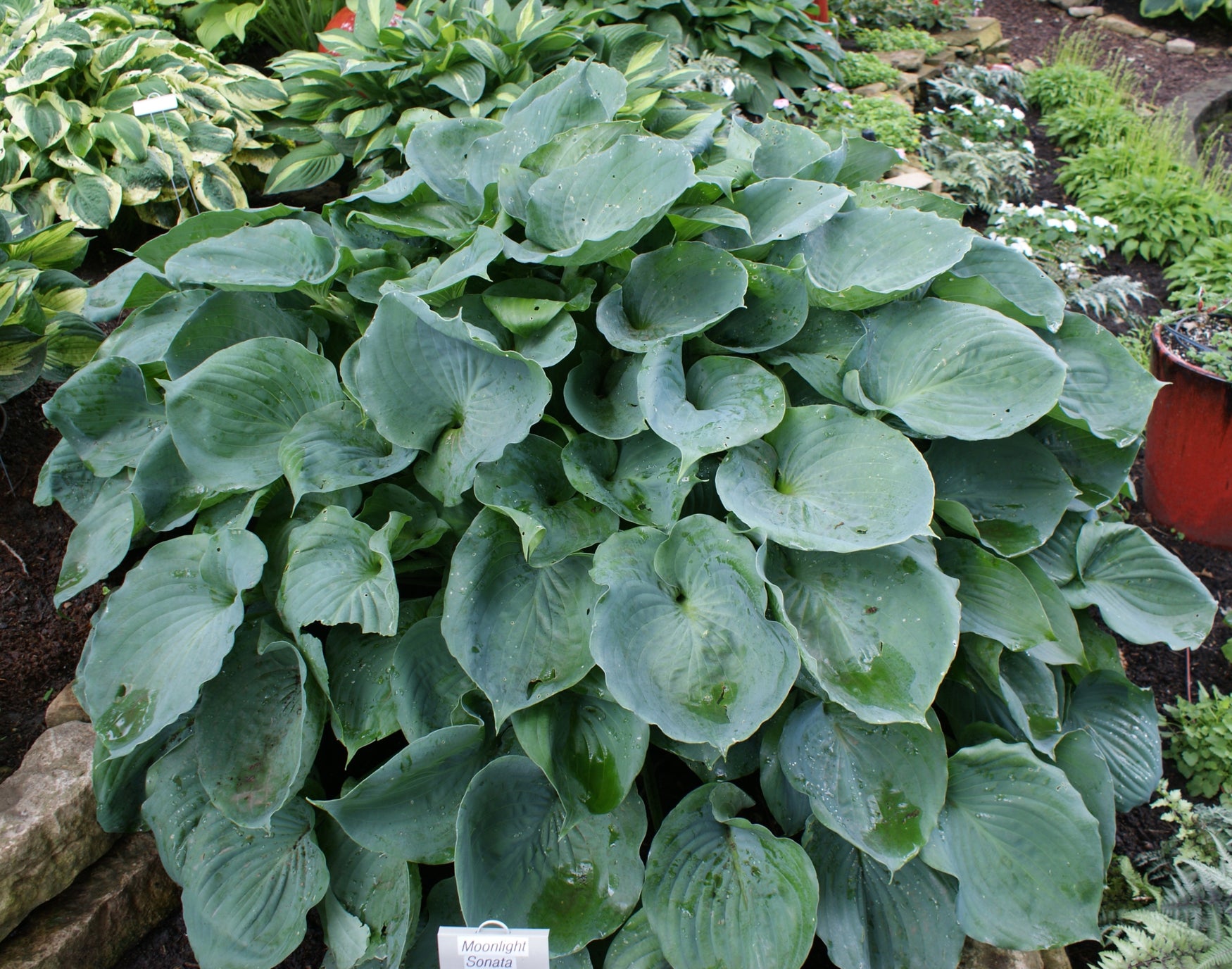 Buy Blue Hostas - Give Your Garden True Blue Colors – NH Hostas