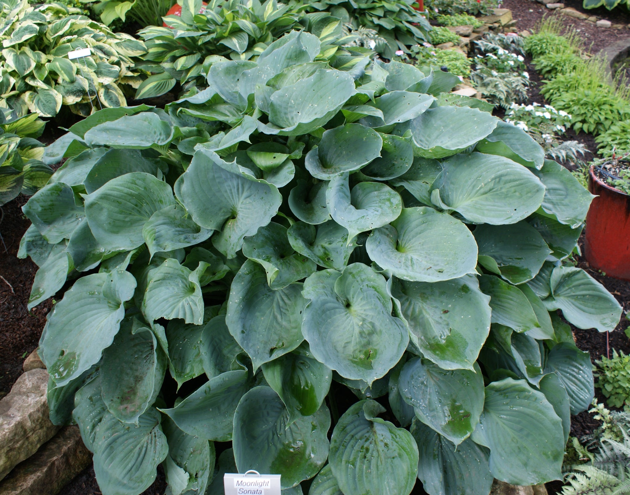 Buy Green Hostas In An Intriguing Variety Of Shades – NH Hostas
