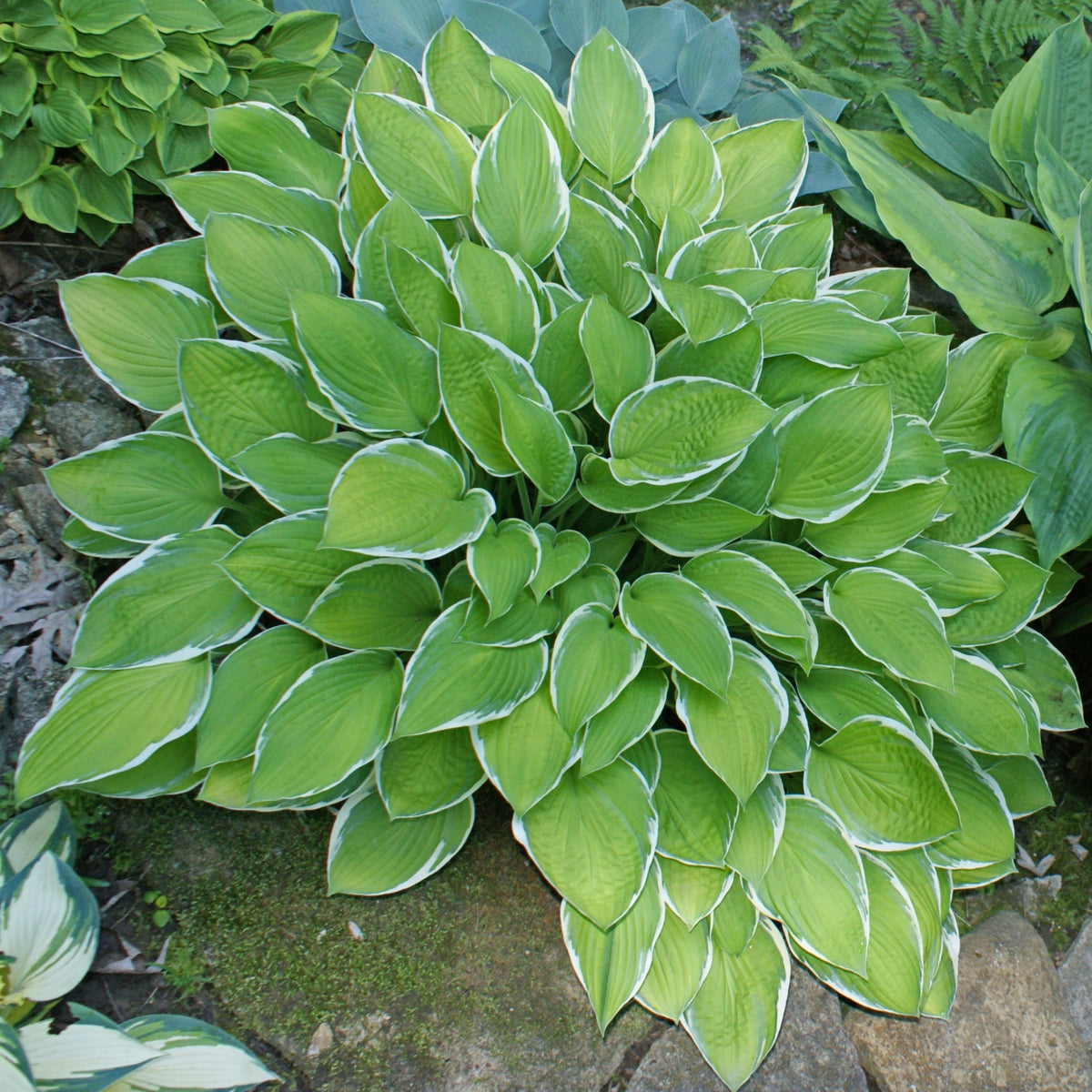Moonlight Hosta – NH Hostas