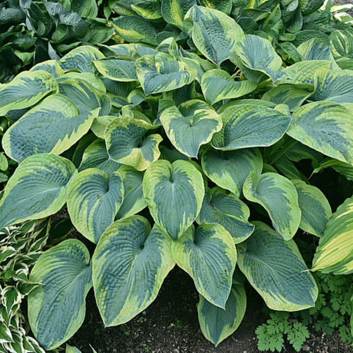Moonrise Hosta – NH Hostas