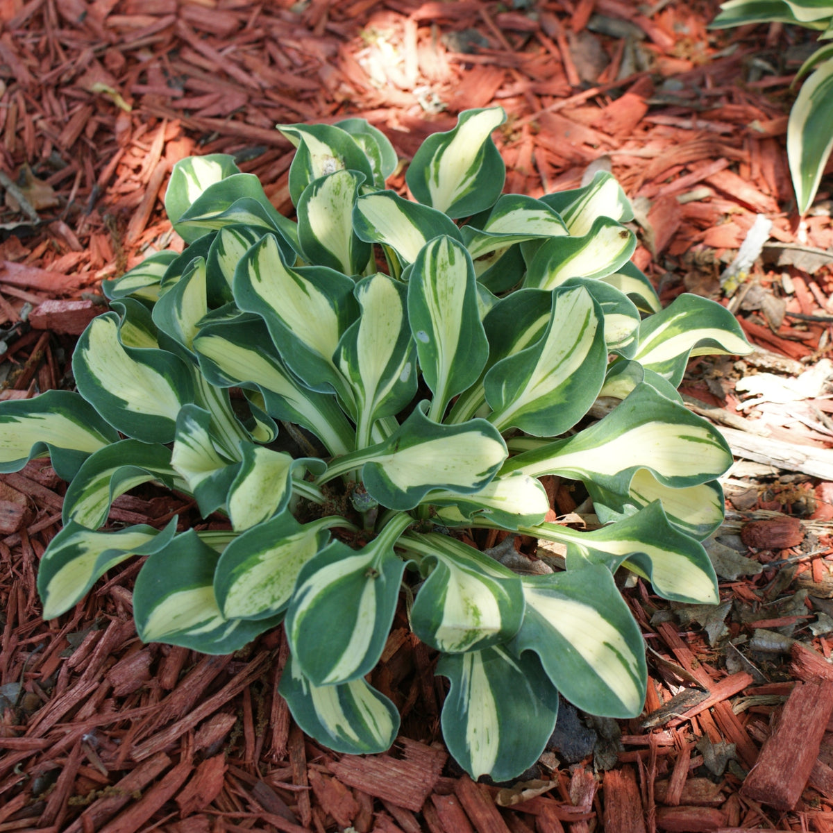 Mouse Trap Hosta - Shade Perennial Miniature Hosta Plant – NH Hostas