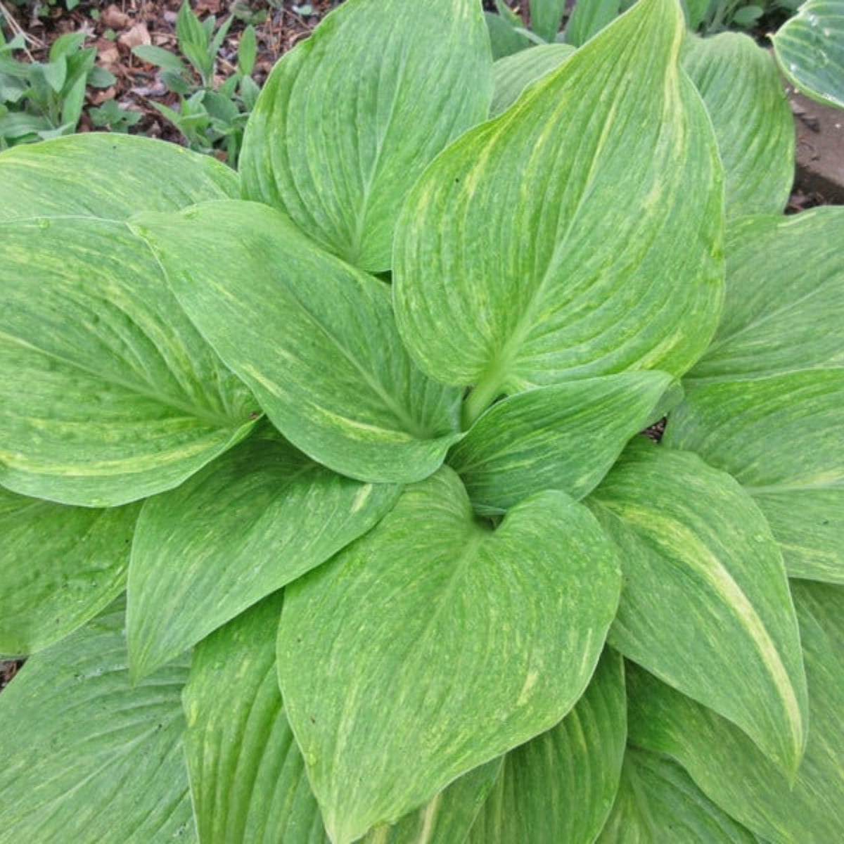 Mr. Mister Hosta - 4.5 Inch Container (NEW For 2023!) – NH Hostas