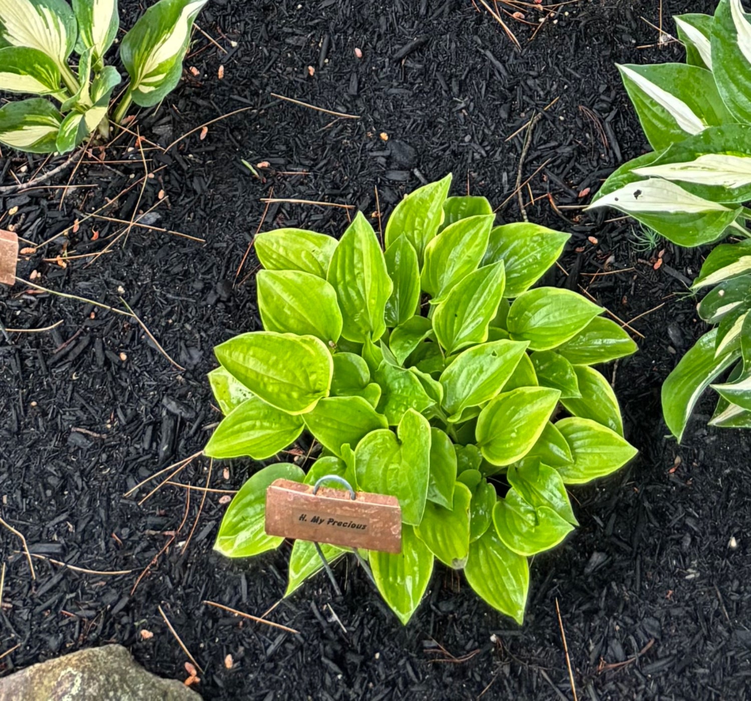 Buy Minature Hostas Online - Mini Hosta Plants Are Perfect As Border ...